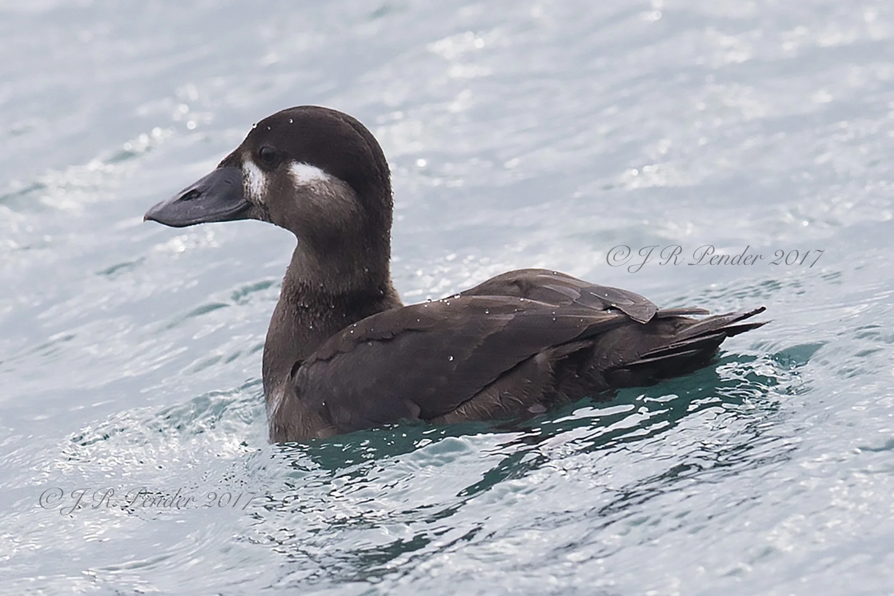 Details : Surf Scoter - BirdGuides