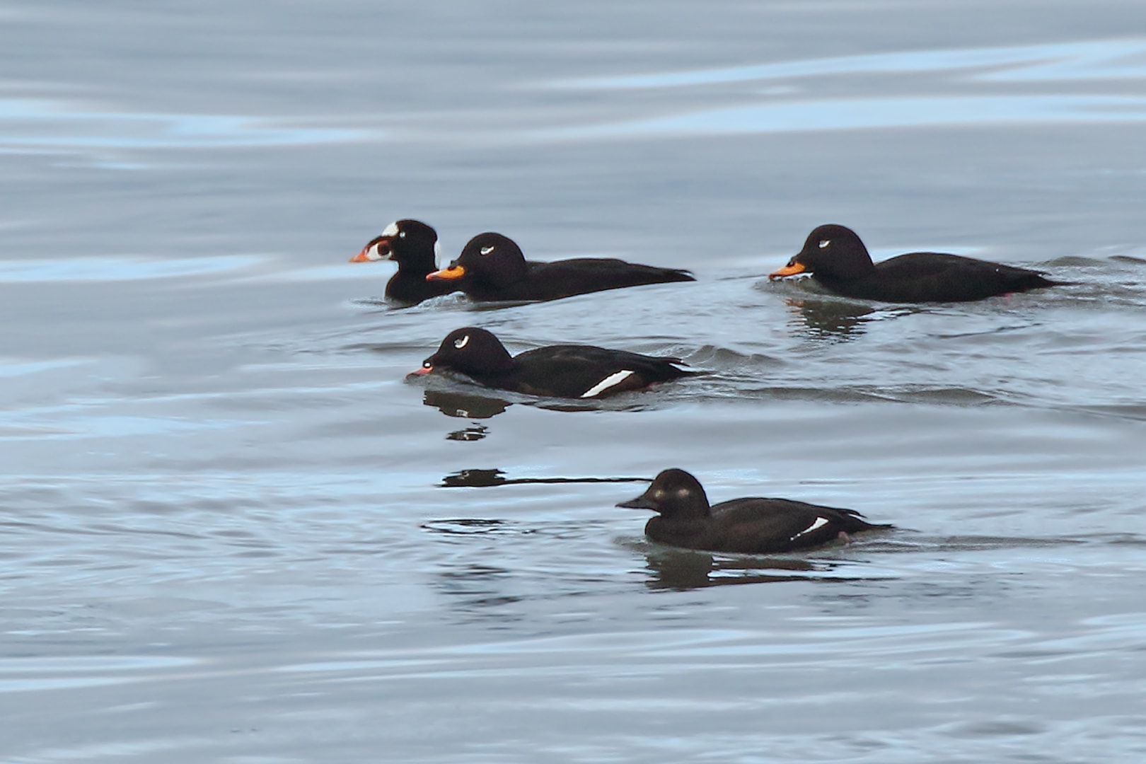 White-winged Scoter by Tom Tams - BirdGuides