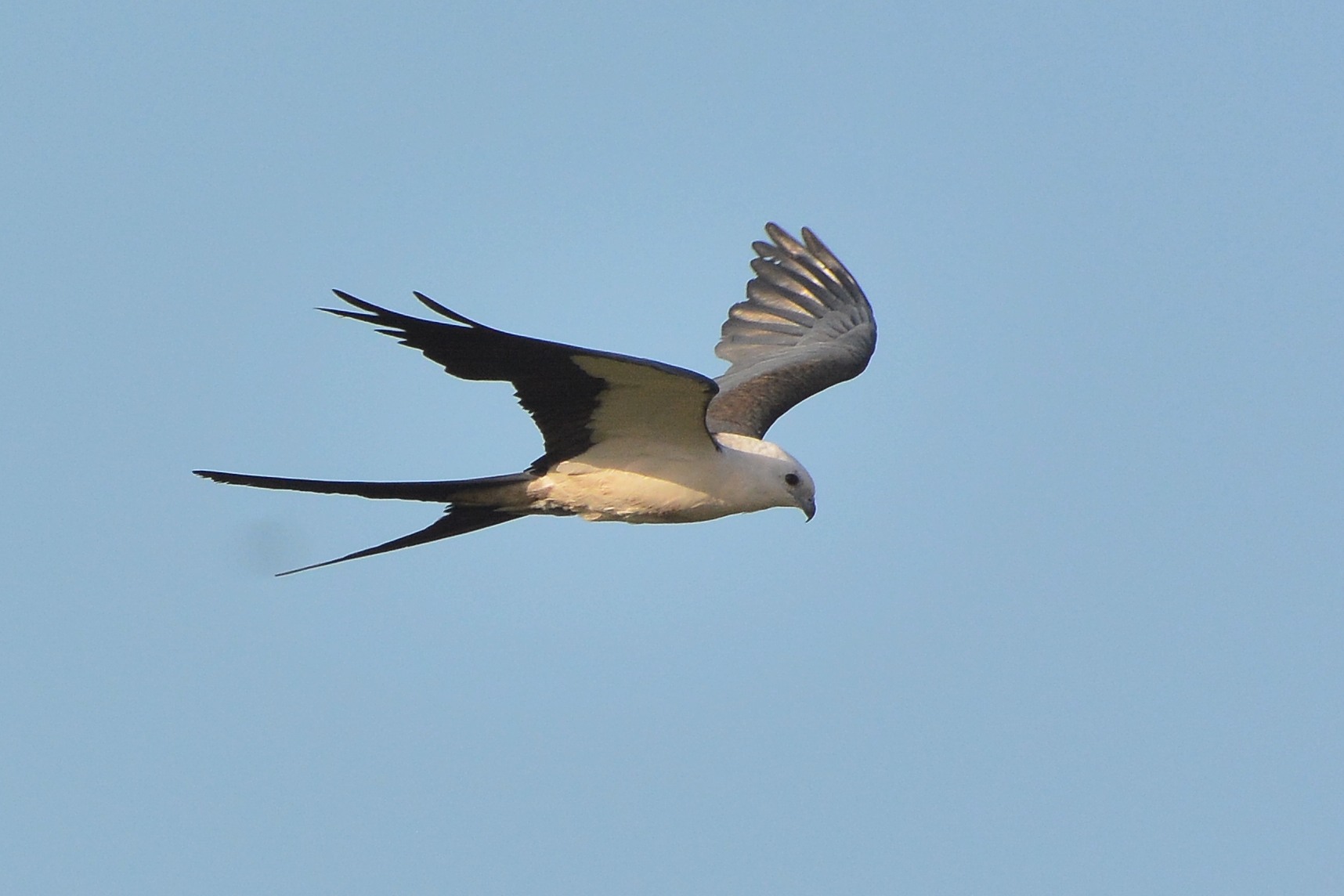 Details : Swallow-tailed Kite - BirdGuides
