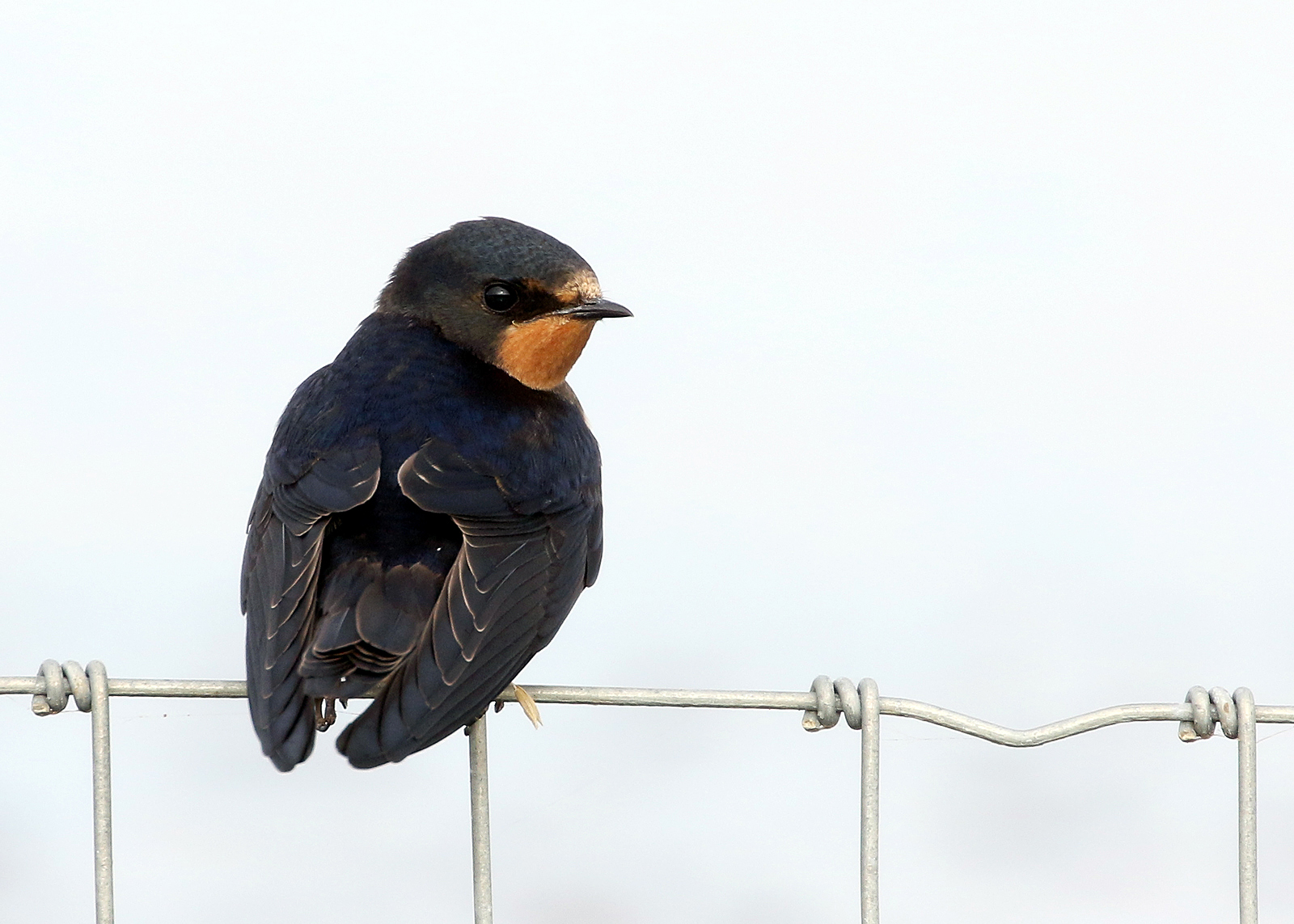 Photo of the Week: 12-19 September 2022 - BirdGuides