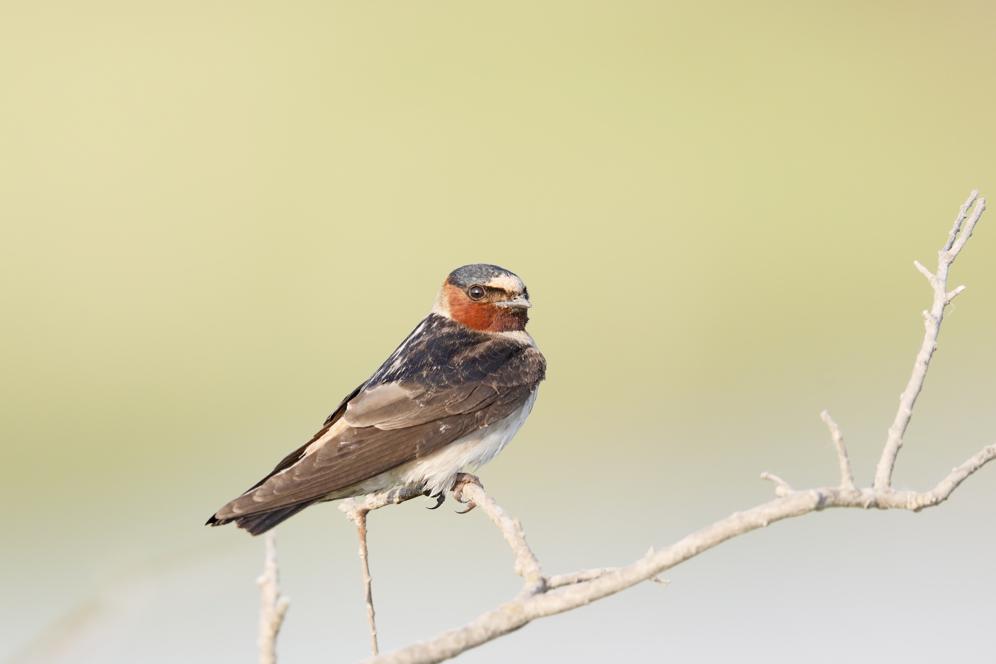 Details : American Cliff Swallow - BirdGuides