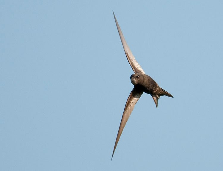 Common Swift by Neil Calbrade - BirdGuides