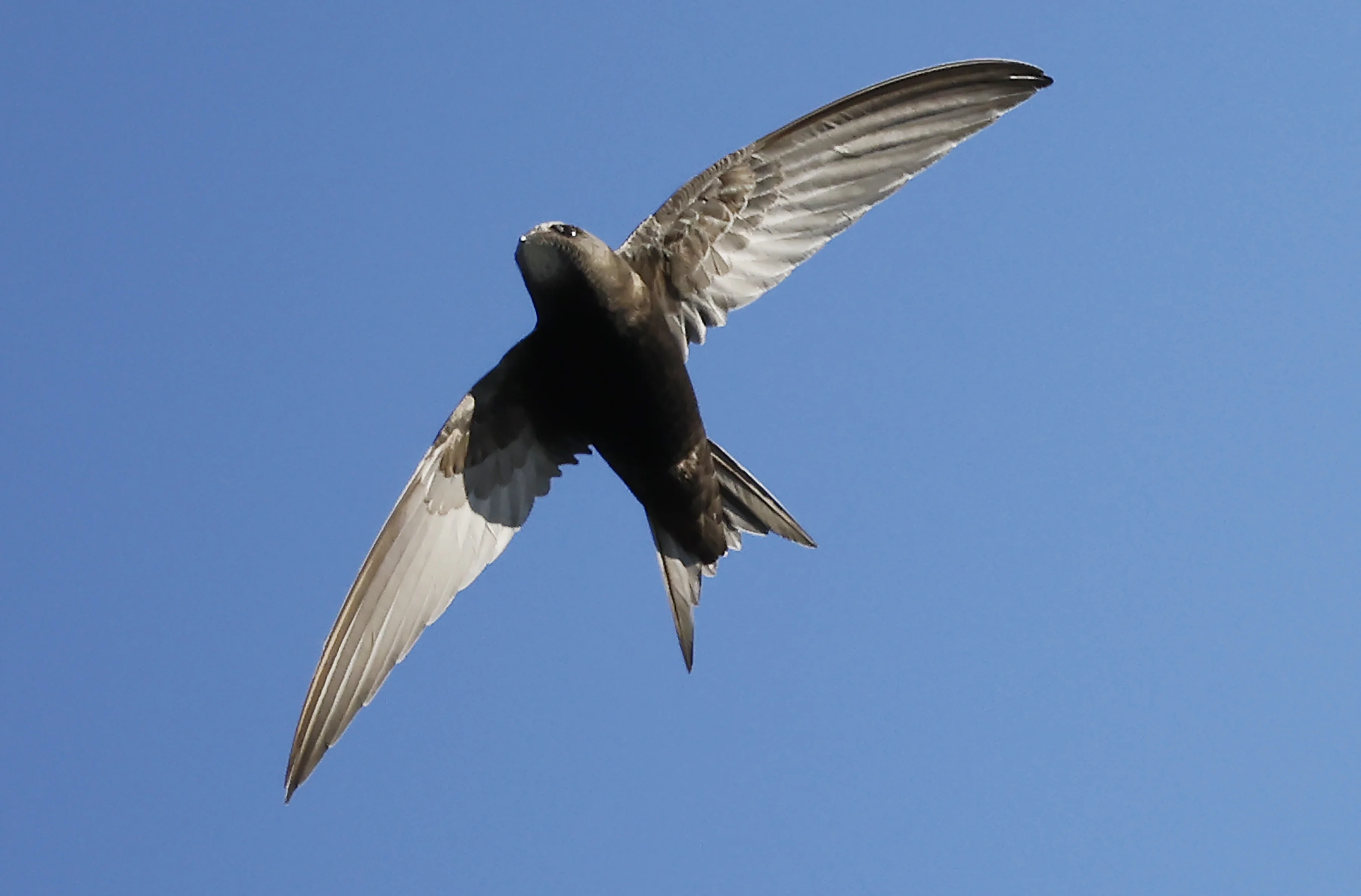 Details : Common Swift - BirdGuides