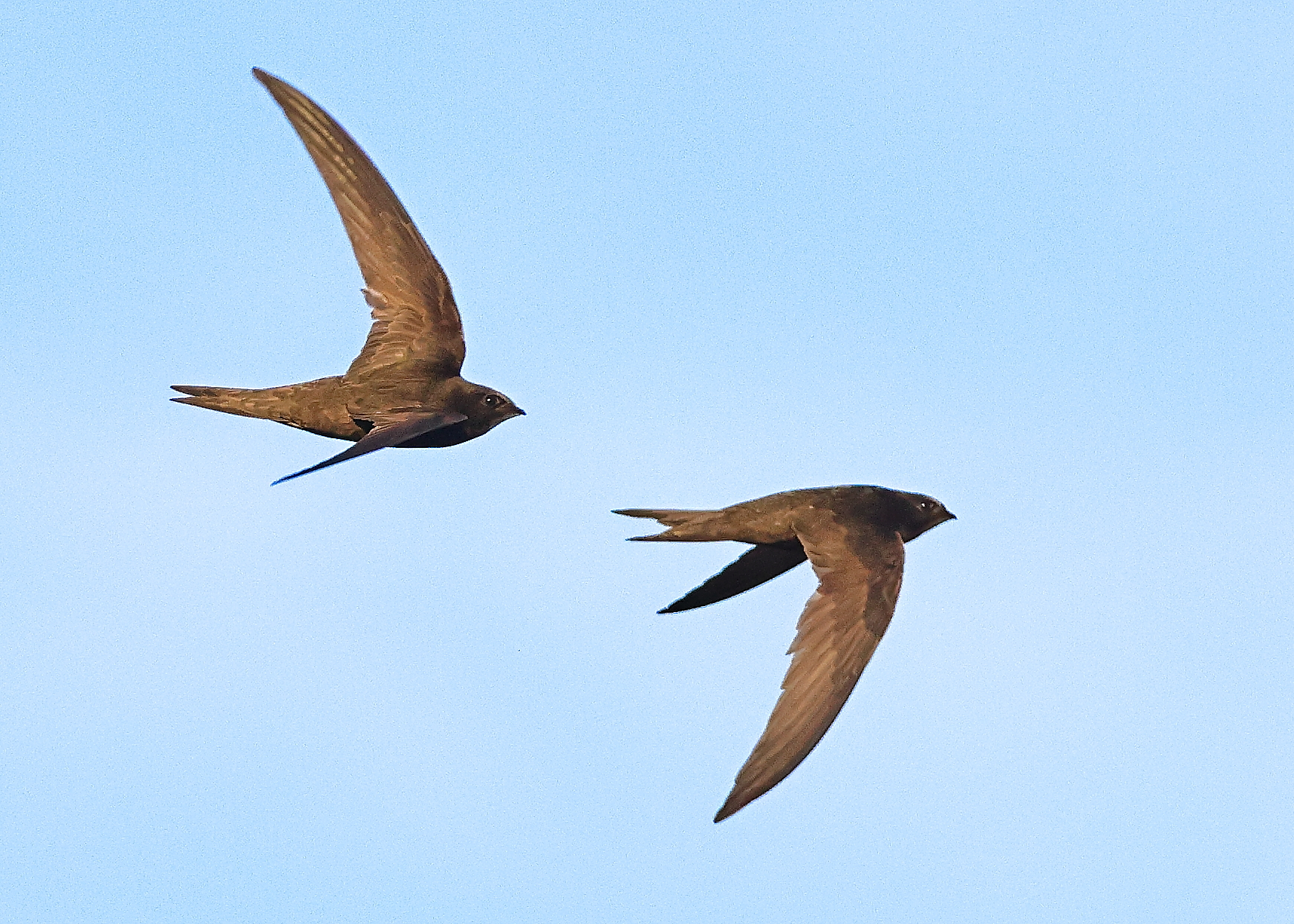 Study examines factors driving long-term Common Swift decline - BirdGuides