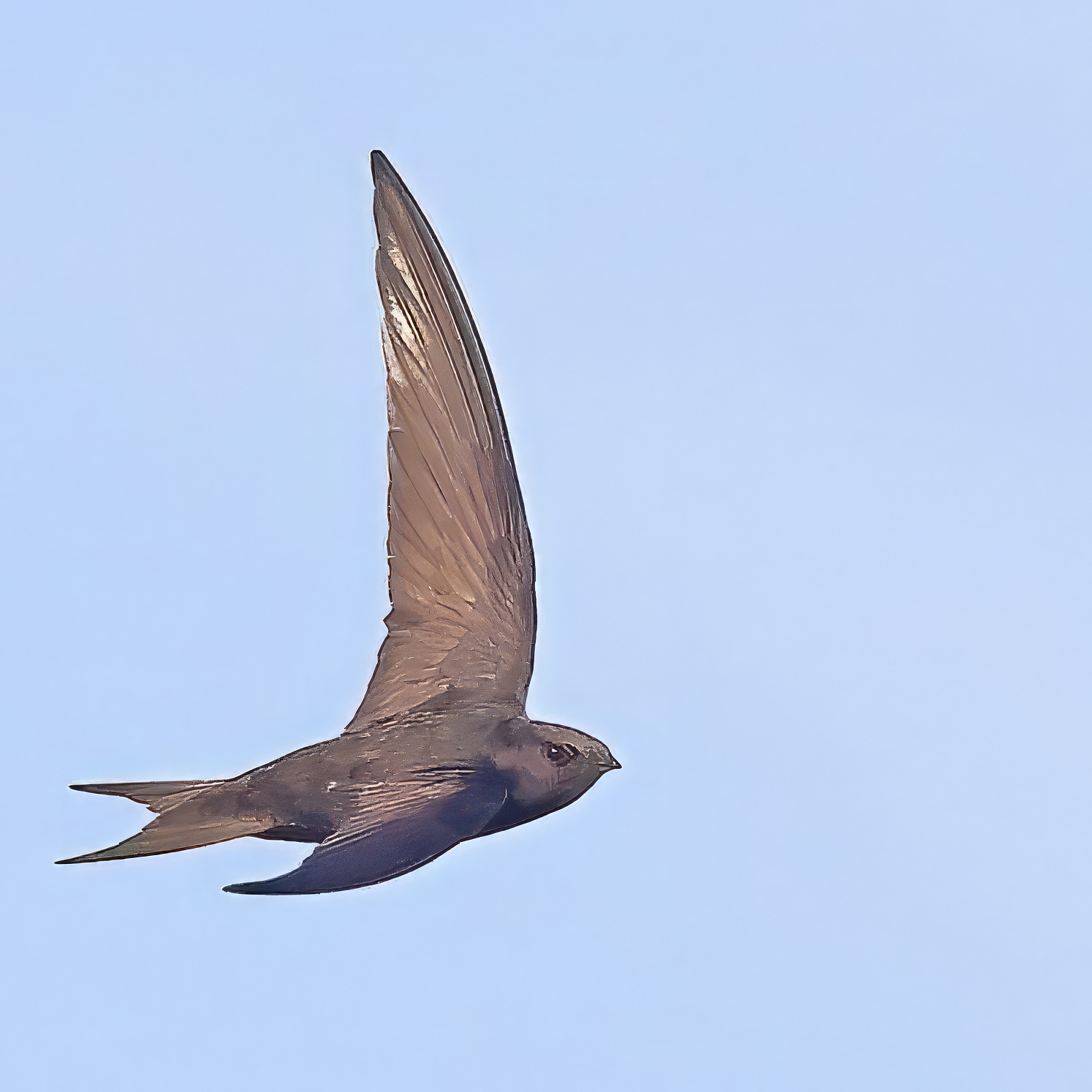 Common Swift by Mike Trew - BirdGuides