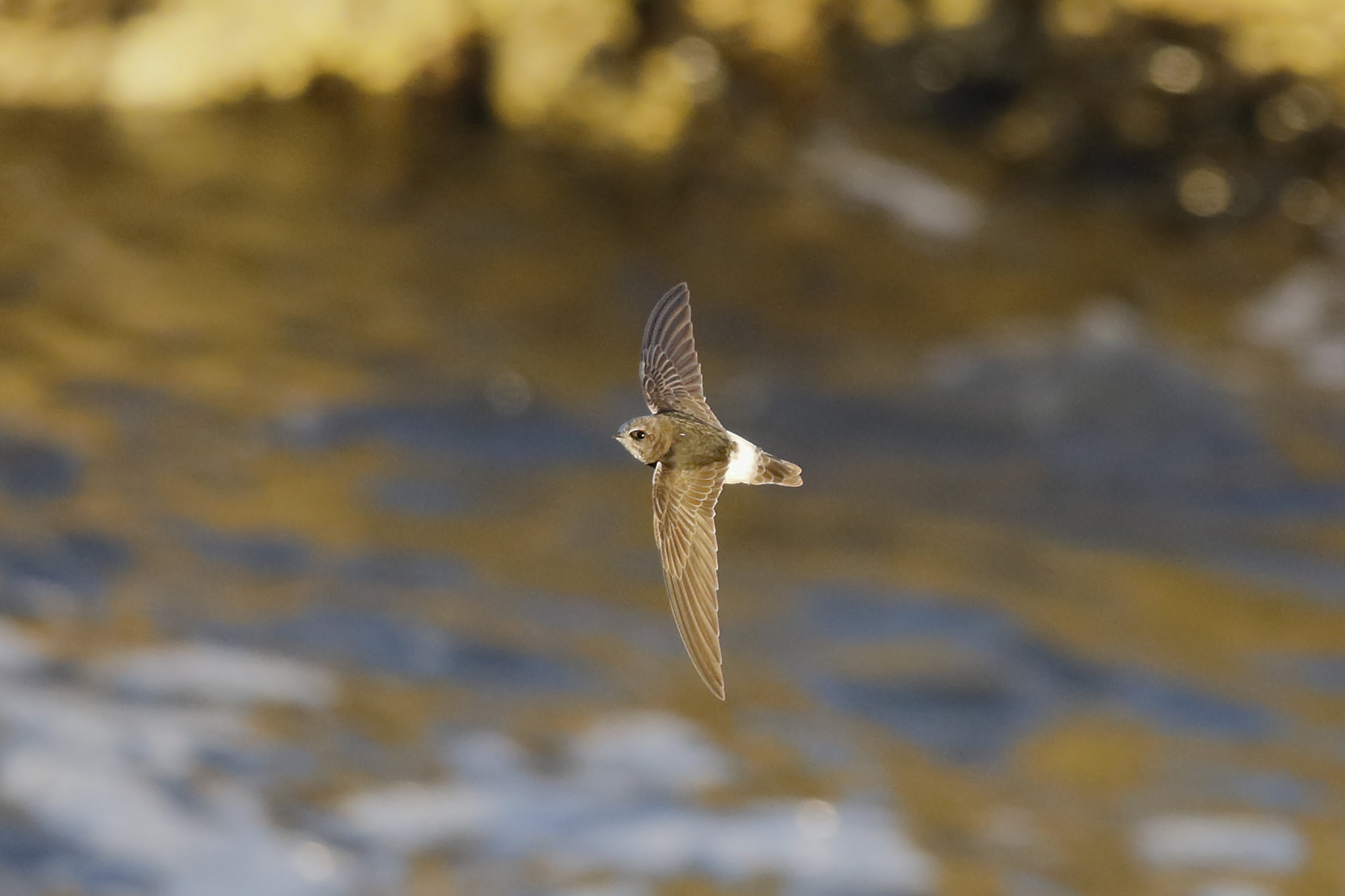 Little Swift by Colin Bradshaw - BirdGuides