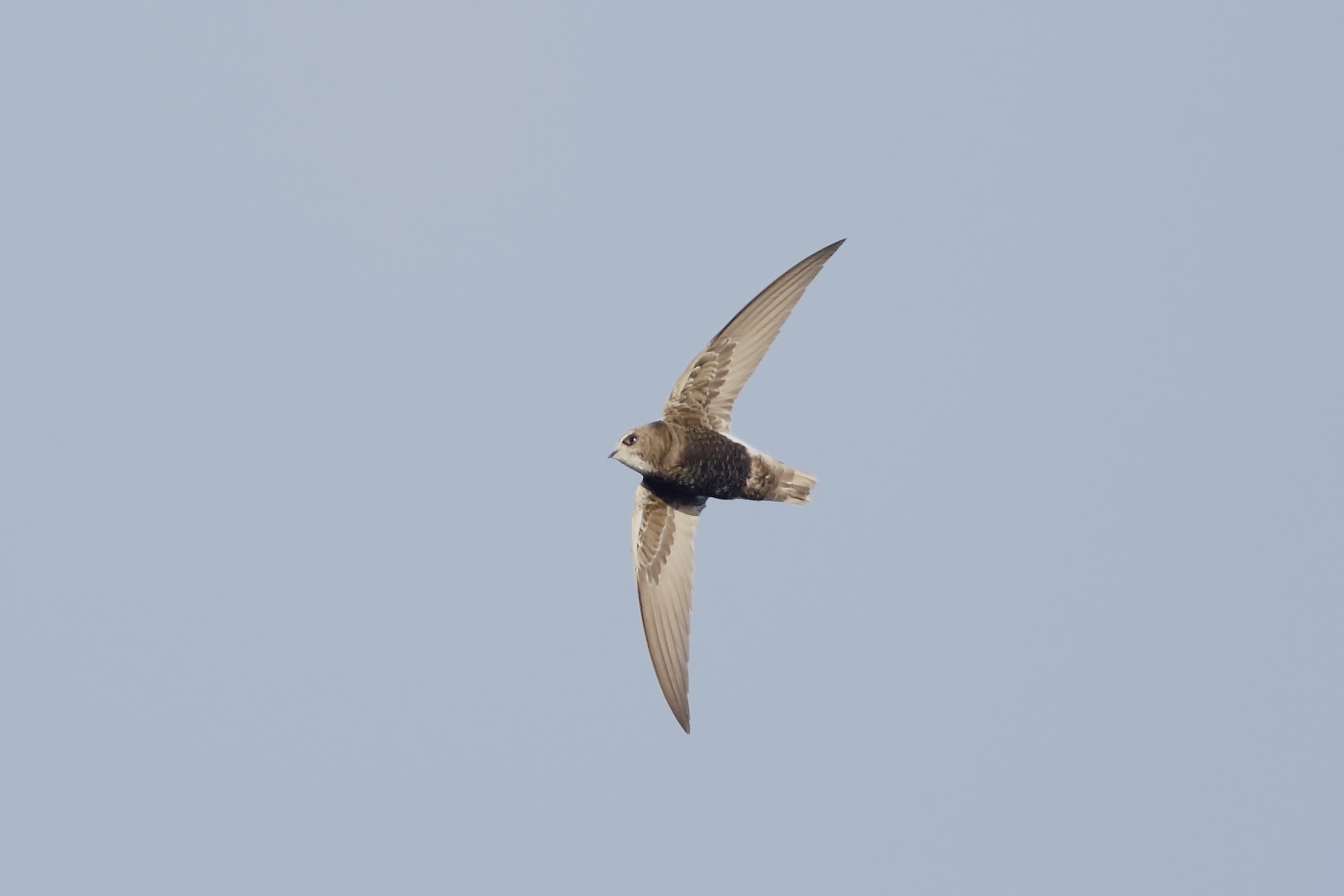 Little Swift by Colin Bradshaw - BirdGuides