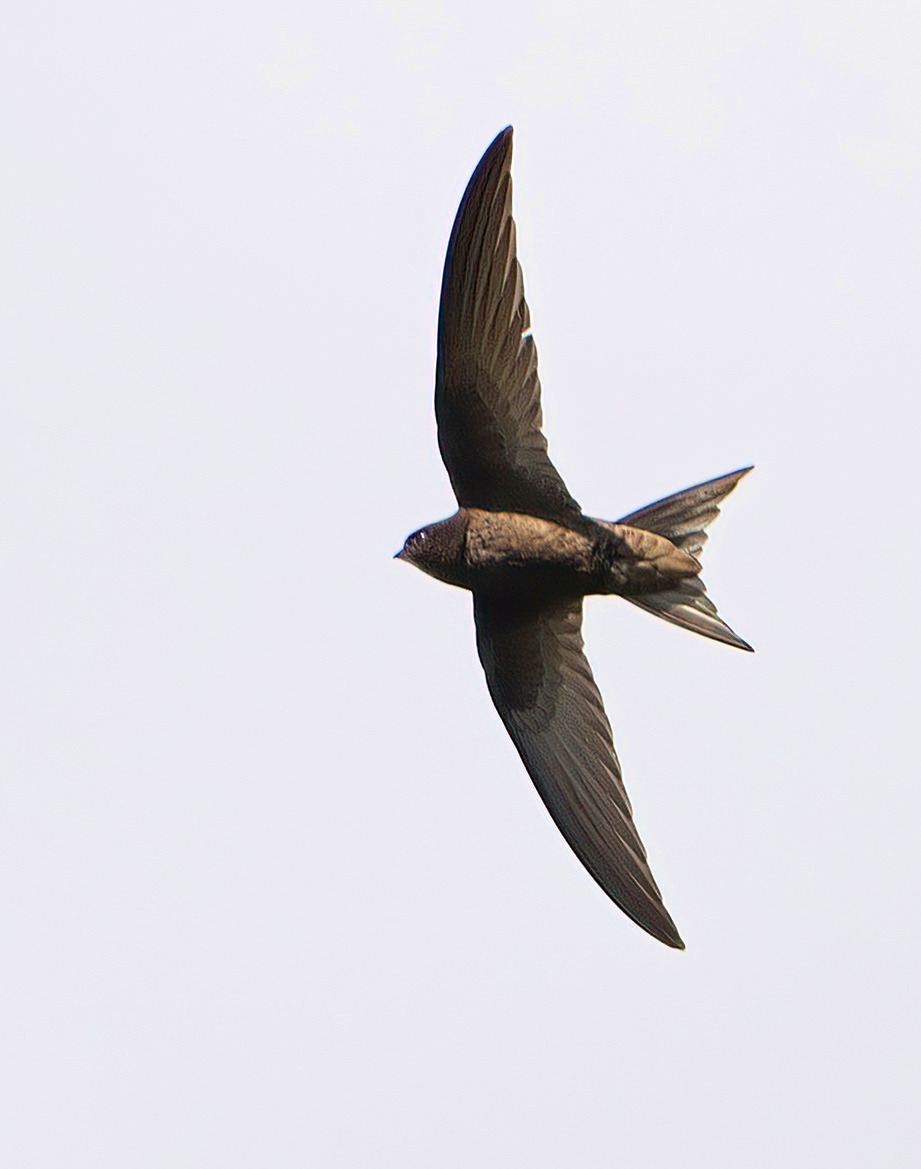 Common Swift by John Derick Elvidge - BirdGuides