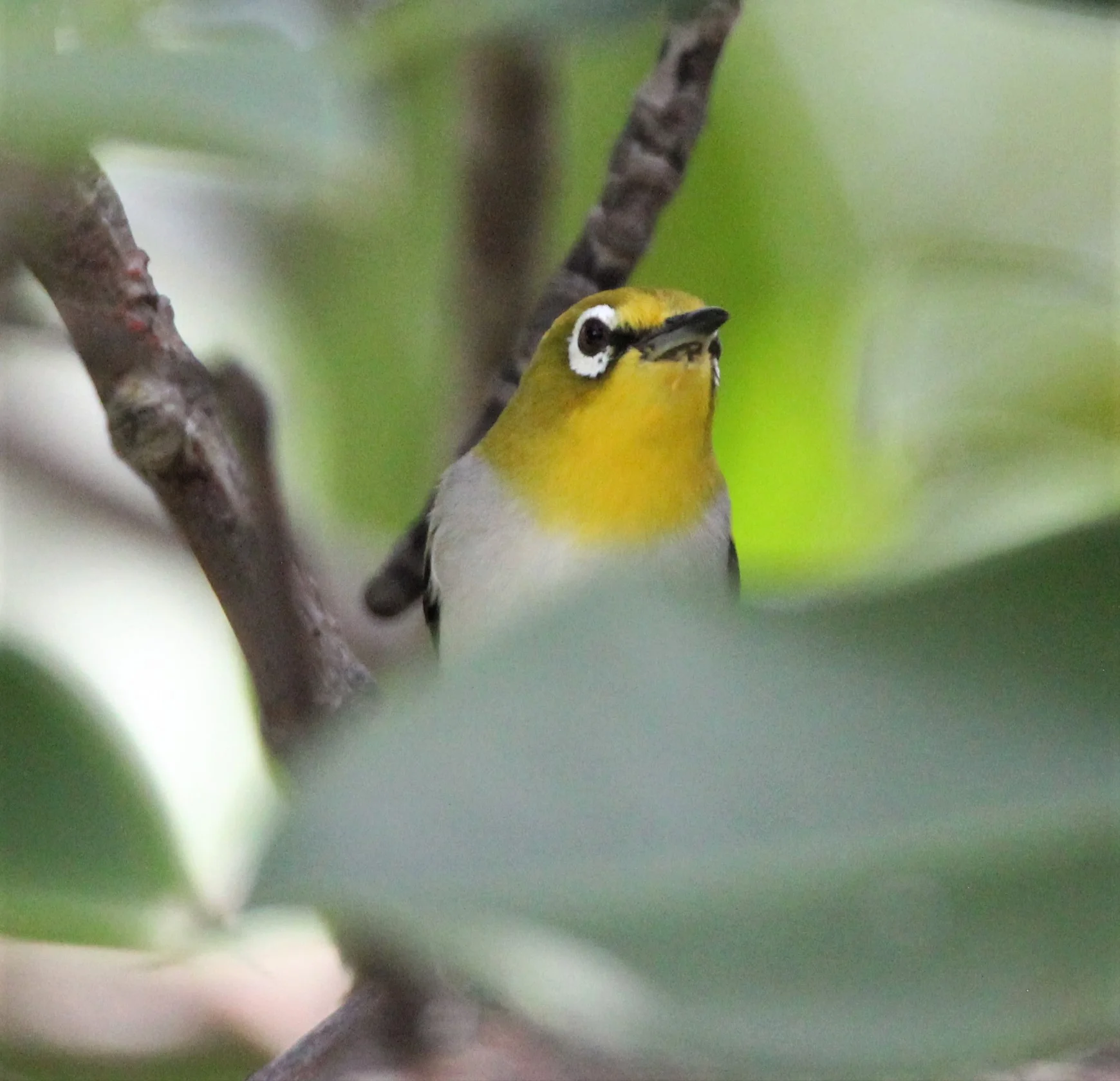 Details : Swinhoe's White-eye - BirdGuides