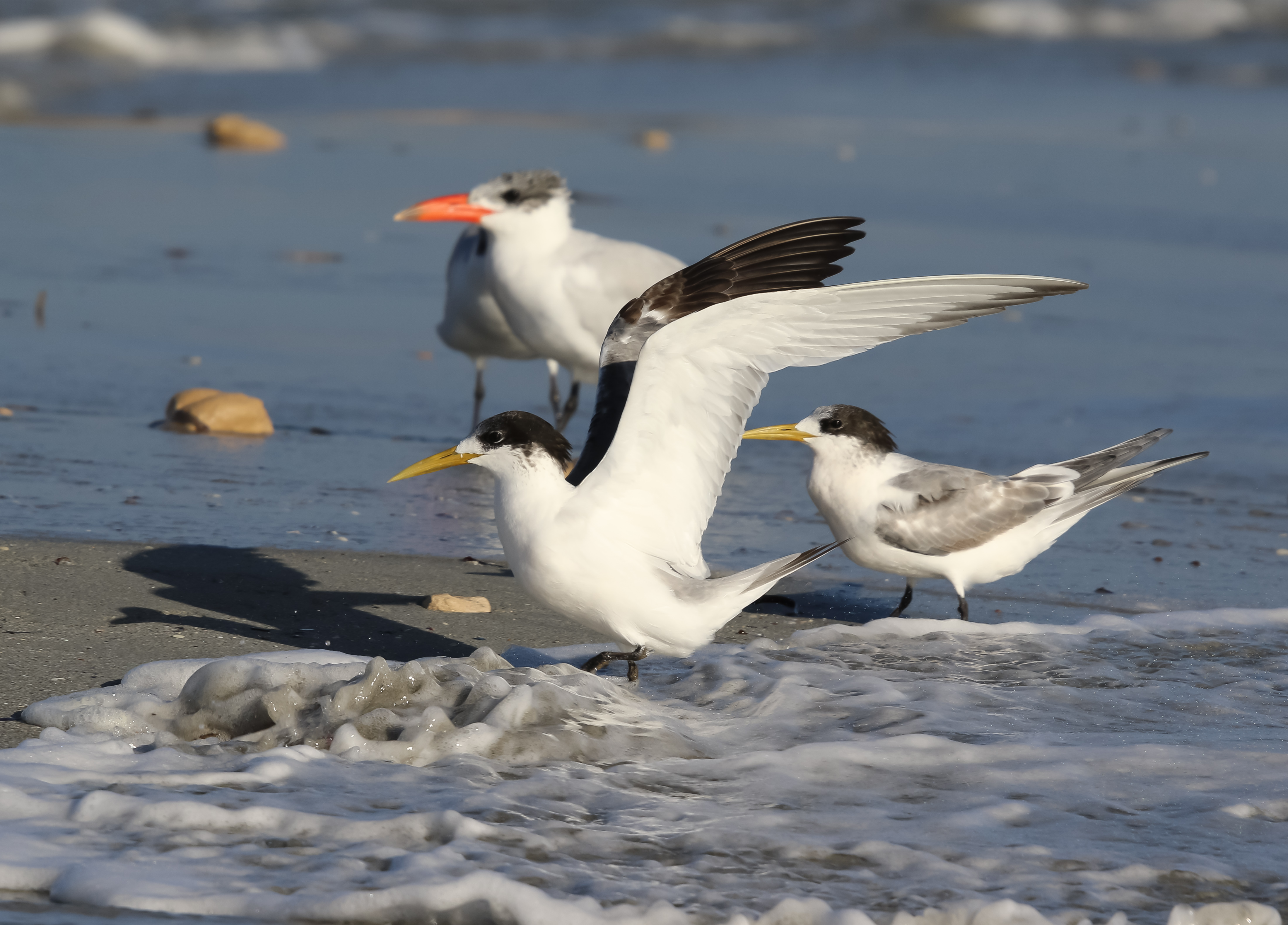 Details : Lesser Crested Tern - BirdGuides