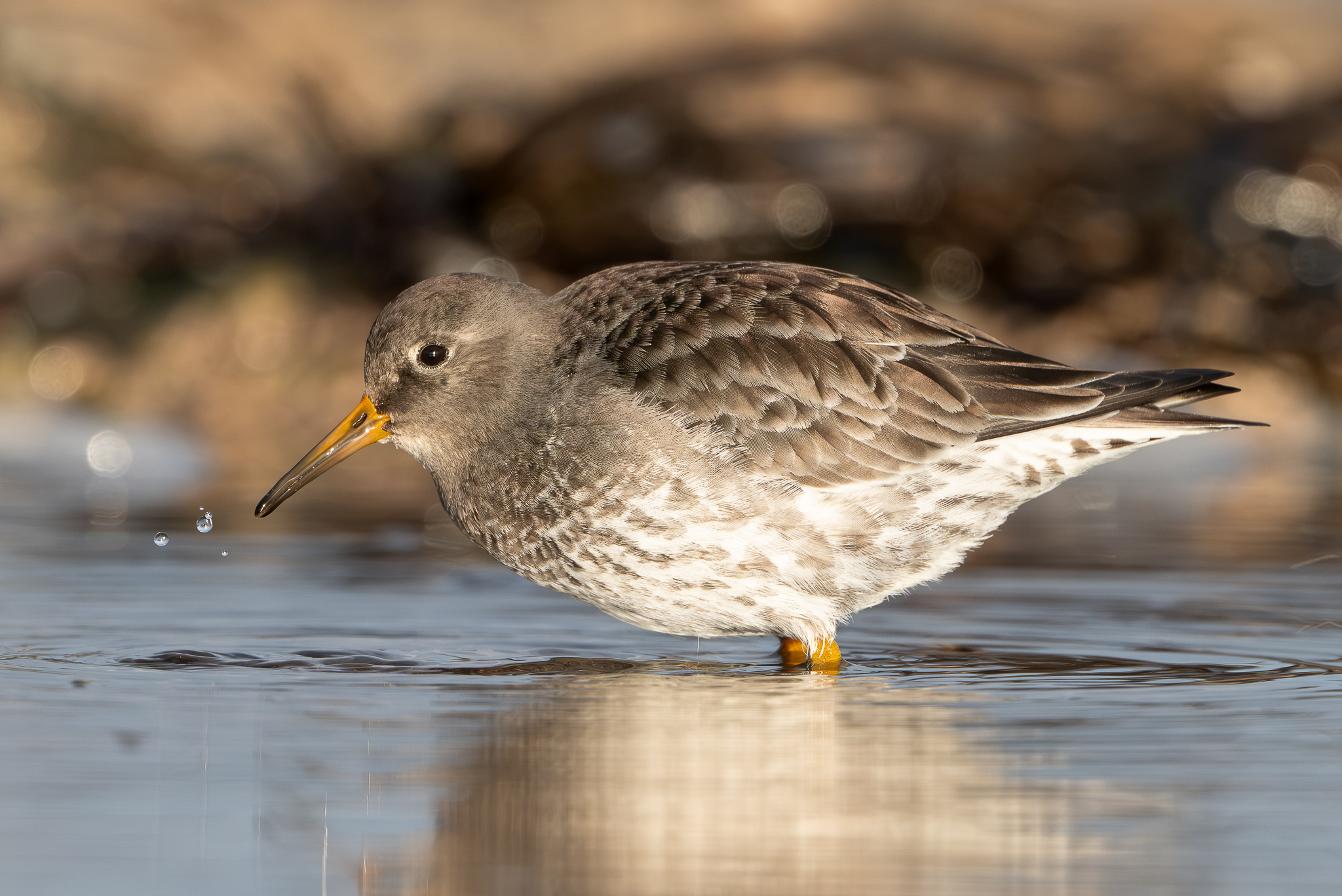 Purple Sandpiper by Steven Fryer - BirdGuides