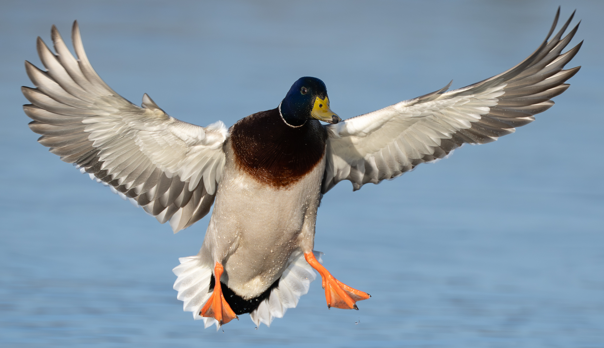 Mallard by Steven Fryer - BirdGuides