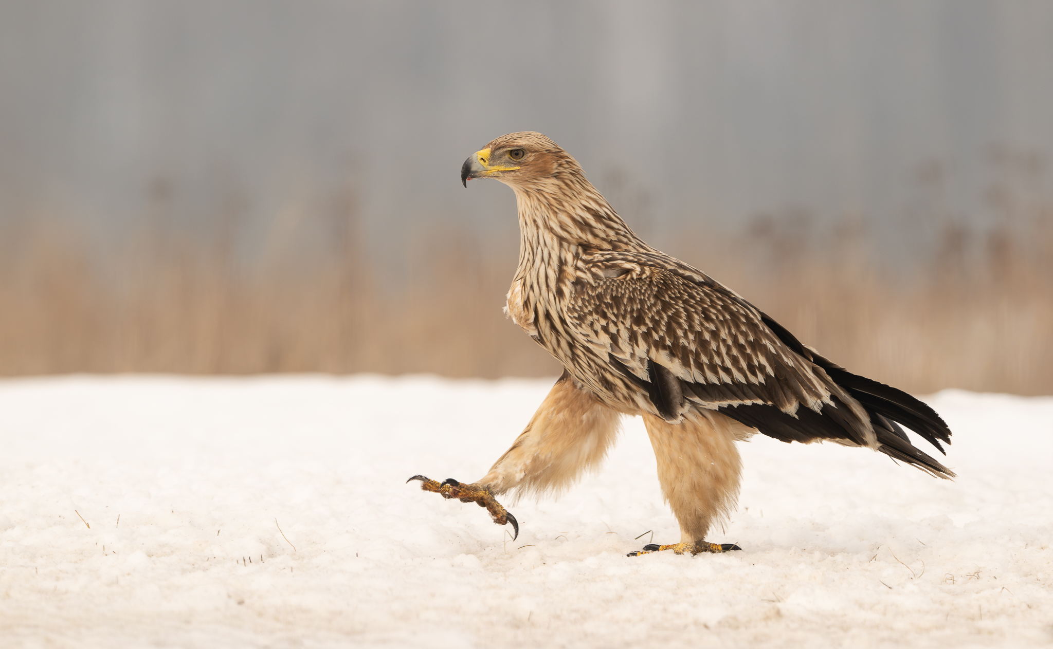 Eastern Imperial Eagle population rebounds in Serbia after near ...