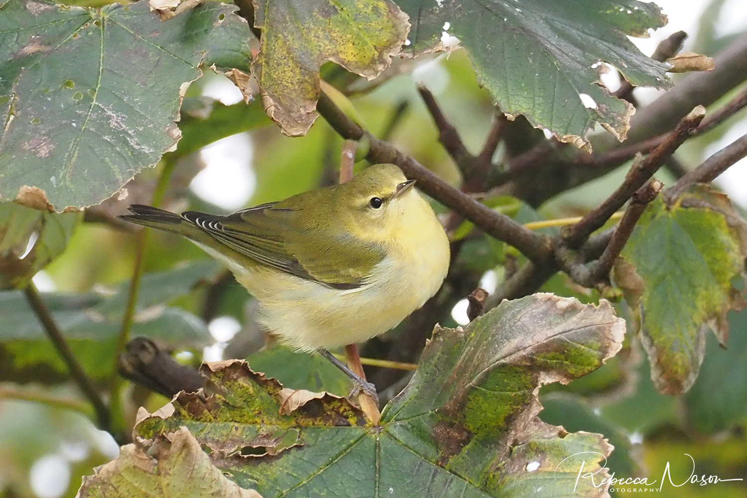 Mark Avery: it's not all in a name - BirdGuides