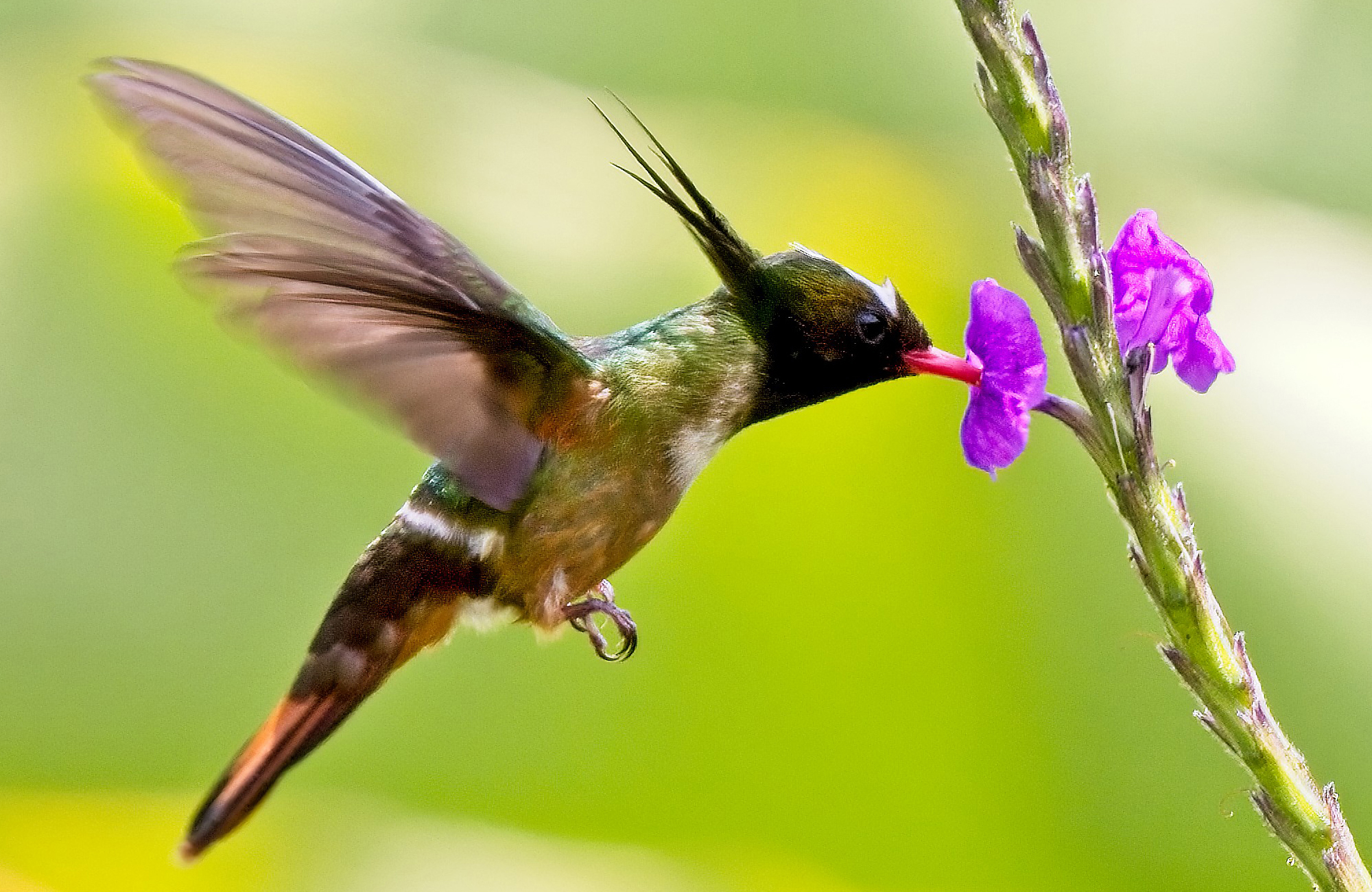 Details : White-crested Coquette - BirdGuides
