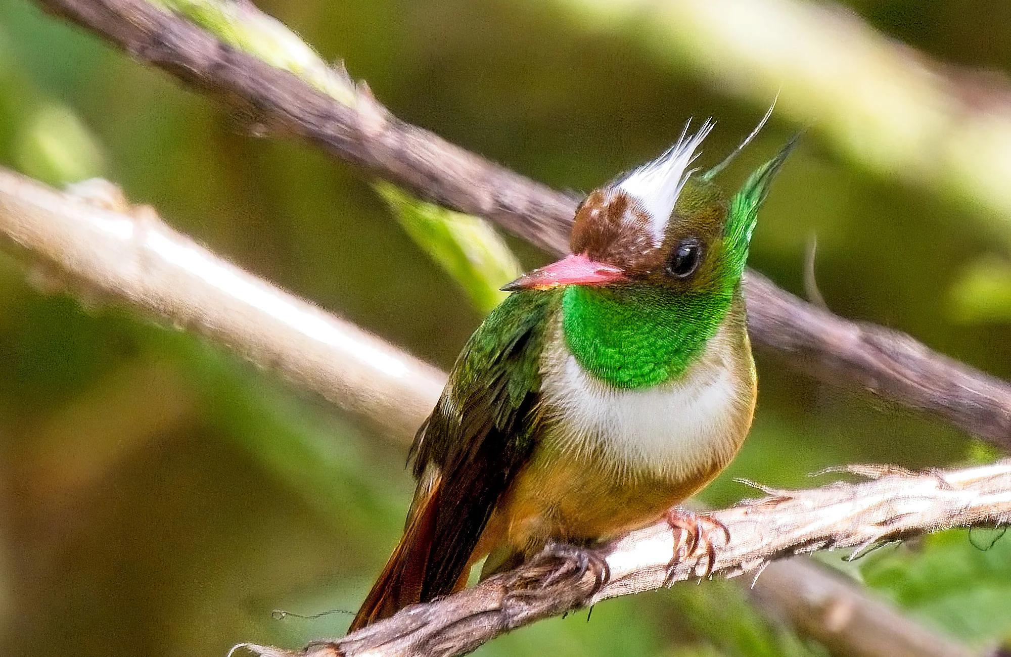 Details : White-crested Coquette - BirdGuides