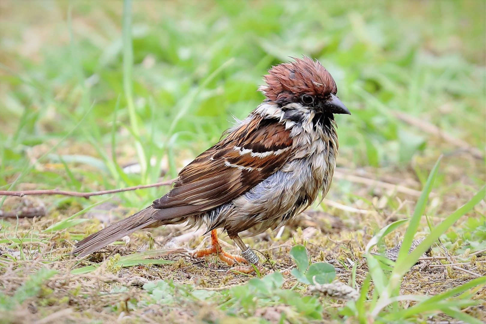 Tree Sparrow by PETER MILES - BirdGuides