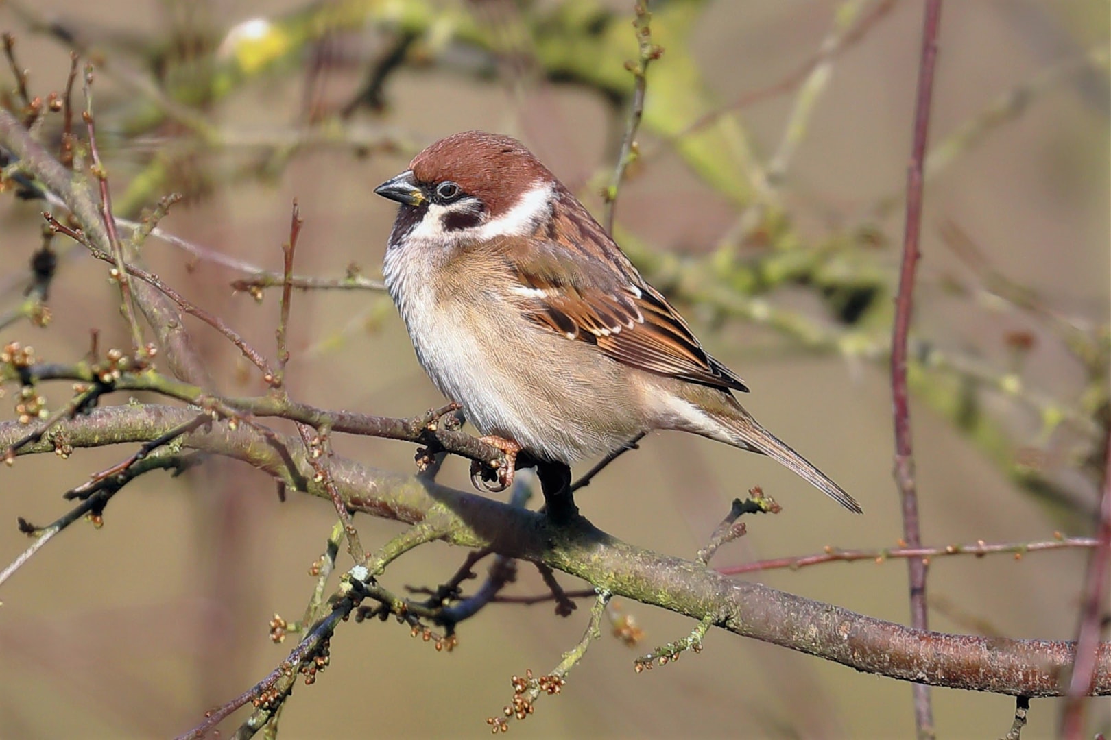 Tree Sparrow by PETER MILES - BirdGuides