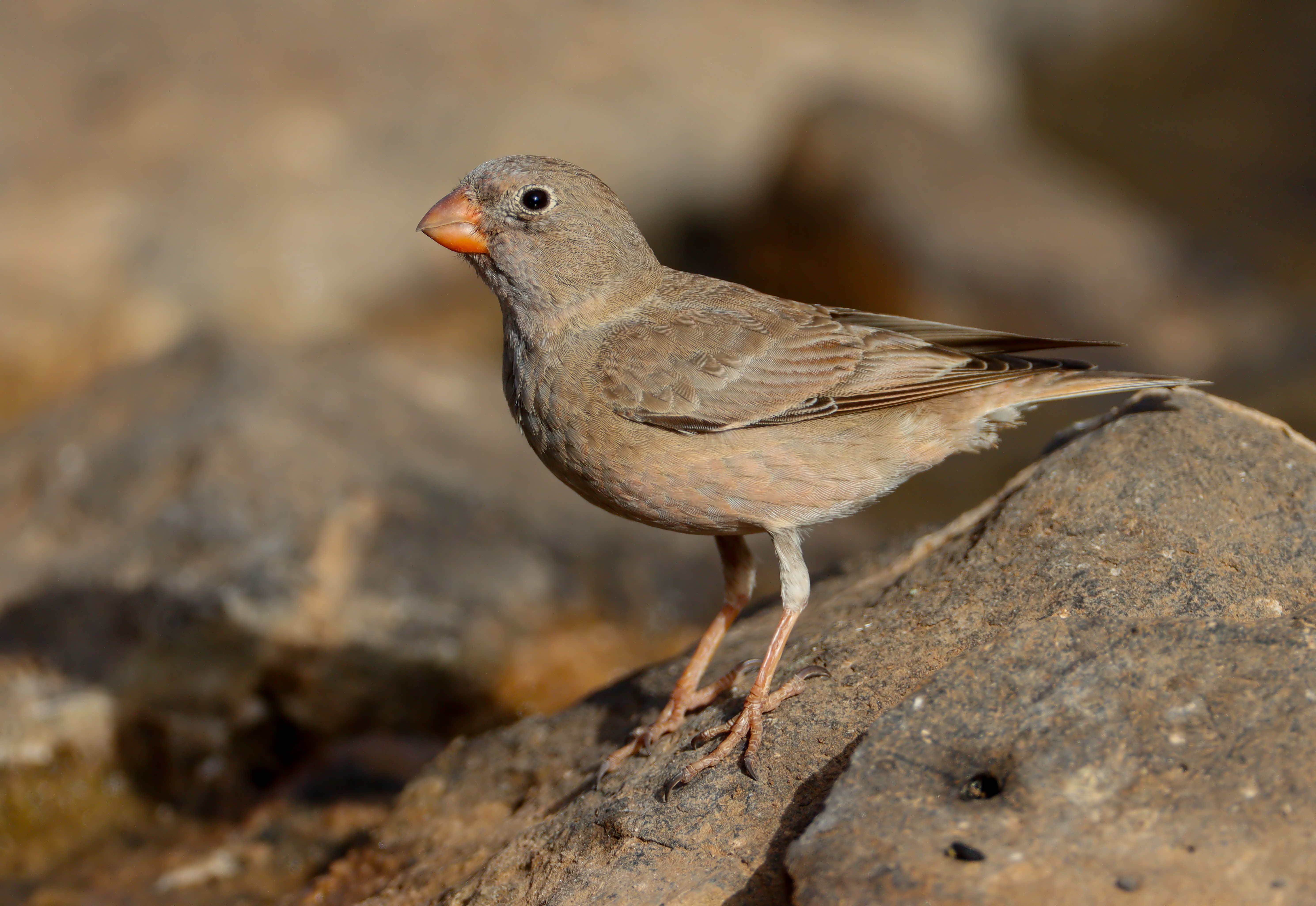 Details : Trumpeter Finch - BirdGuides