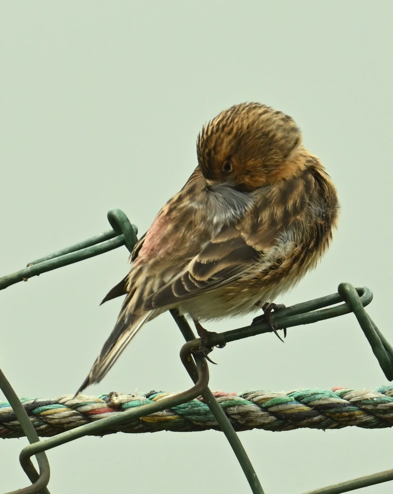 Sighting Report - BirdGuides