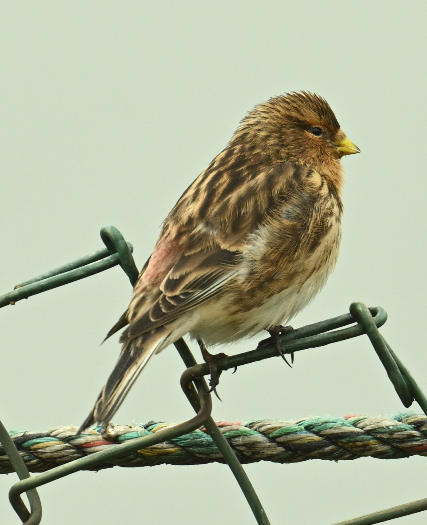 Twite by Roger Hackney - BirdGuides
