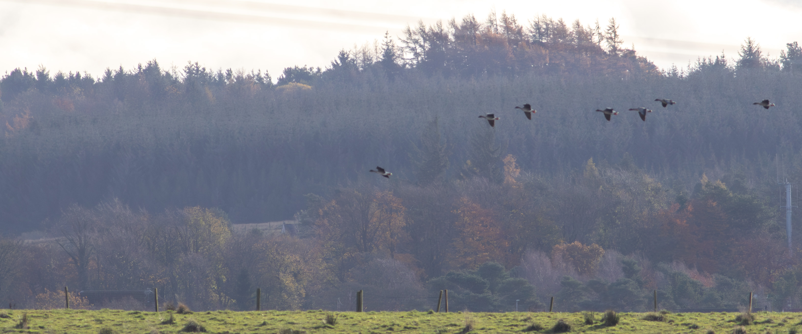 Slamannan Birdwatching Site - BirdGuides