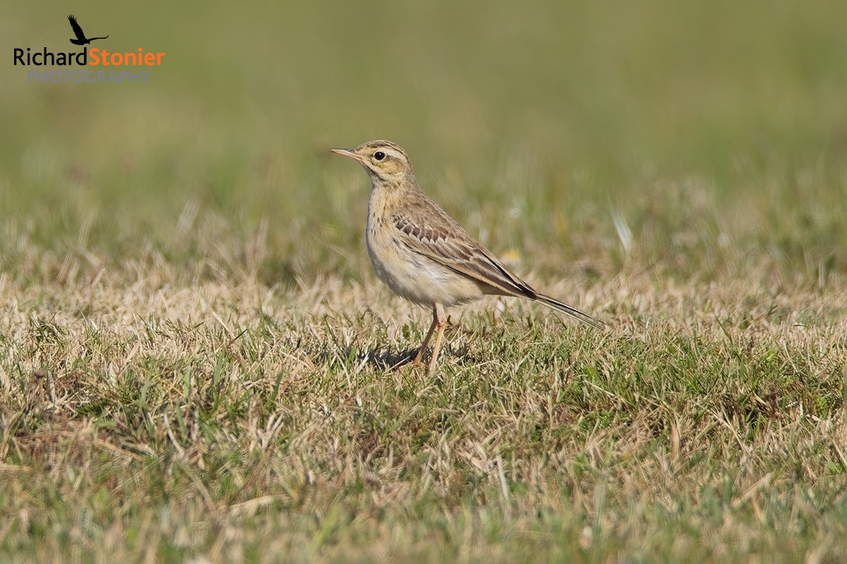 Tawny Pipit by Richard Stonier - BirdGuides