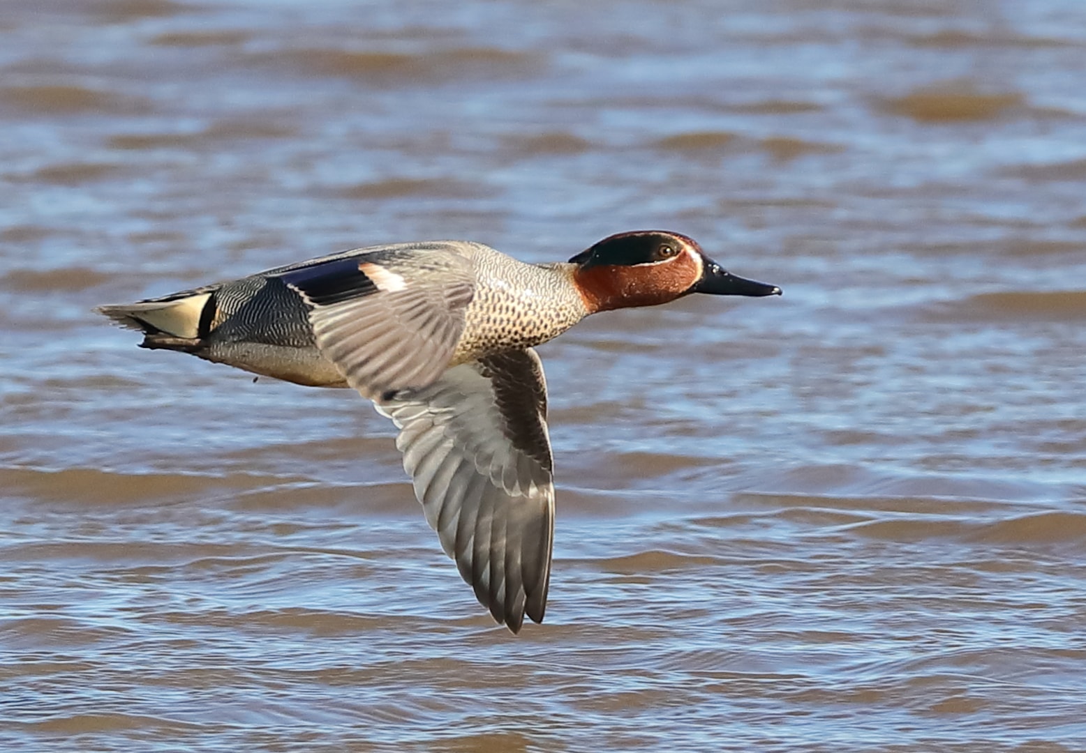 Eurasian Teal by Mike Trew - BirdGuides