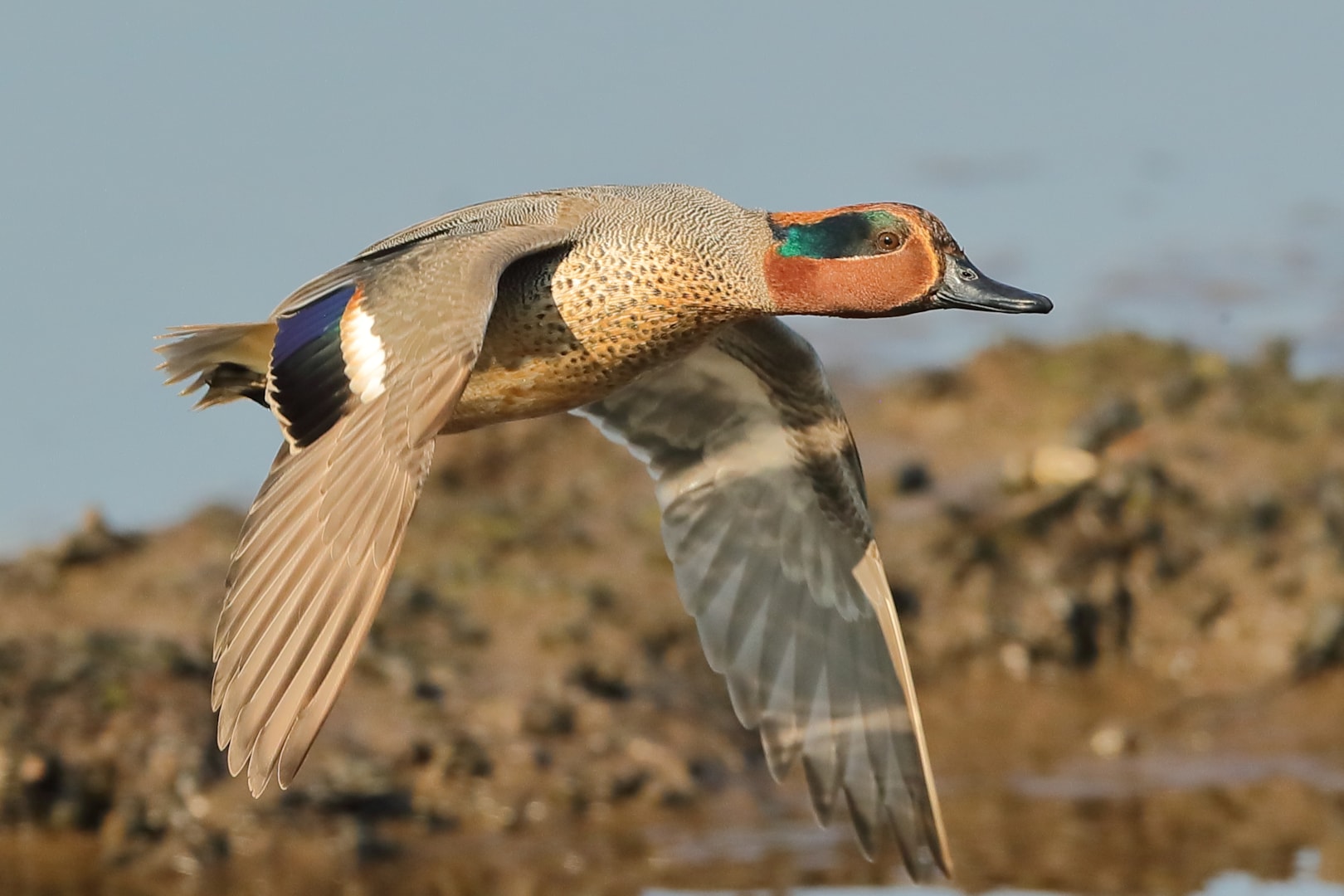 Eurasian Teal by Mike Trew - BirdGuides