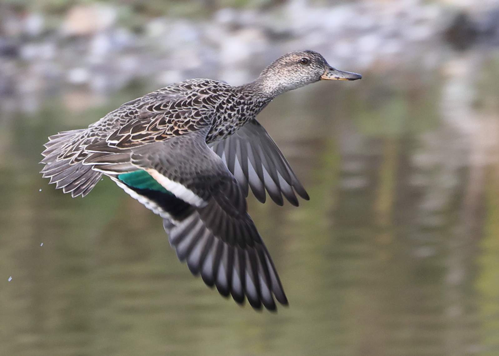 Eurasian Teal by Mike Trew - BirdGuides