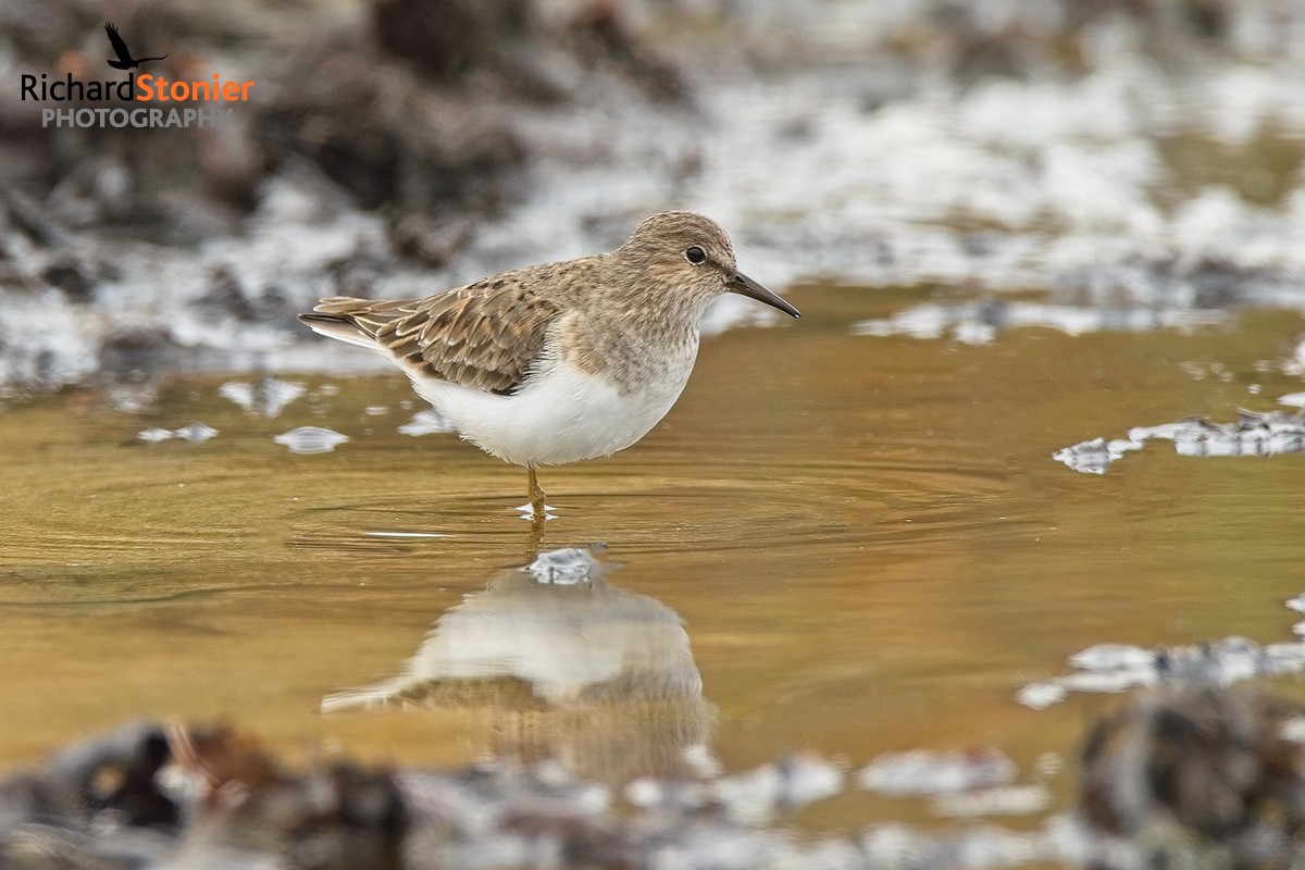Temminck's Stint by Richard Stonier - BirdGuides