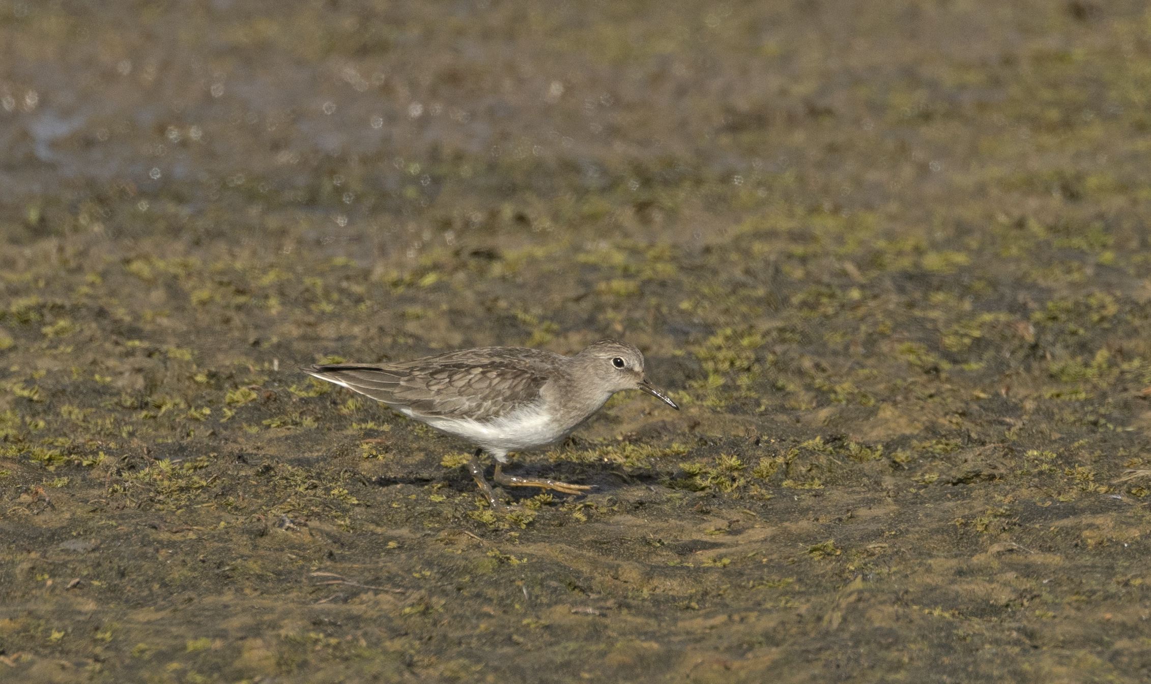 Temminck's Stint by John Hewitt - BirdGuides