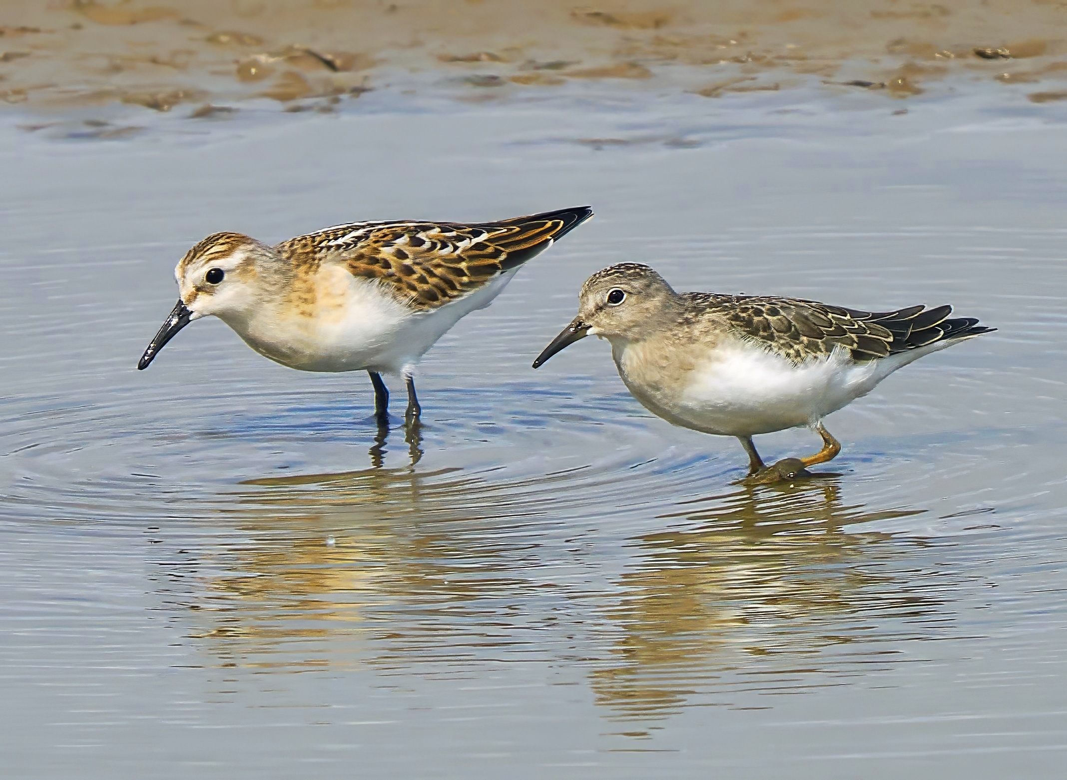 Temminck's Stint by Mark Joy - BirdGuides