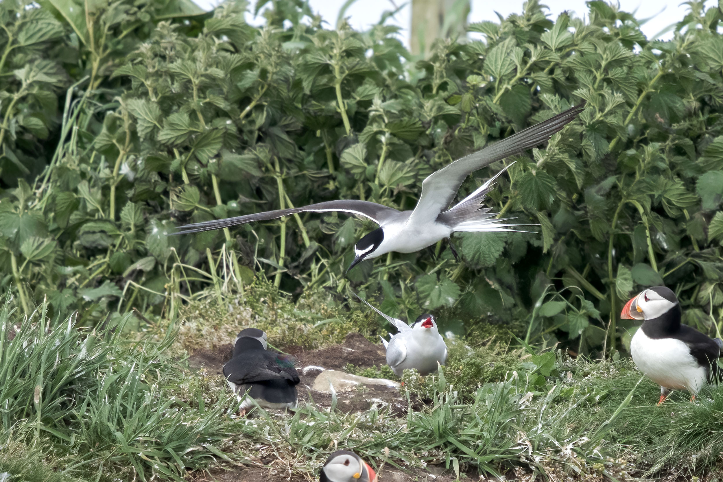 Bridled Tern by Colin Bradshaw - BirdGuides