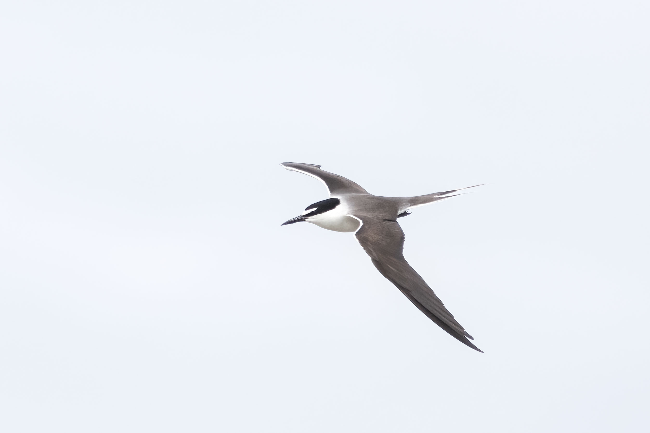 Bridled Tern by Colin Bradshaw - BirdGuides