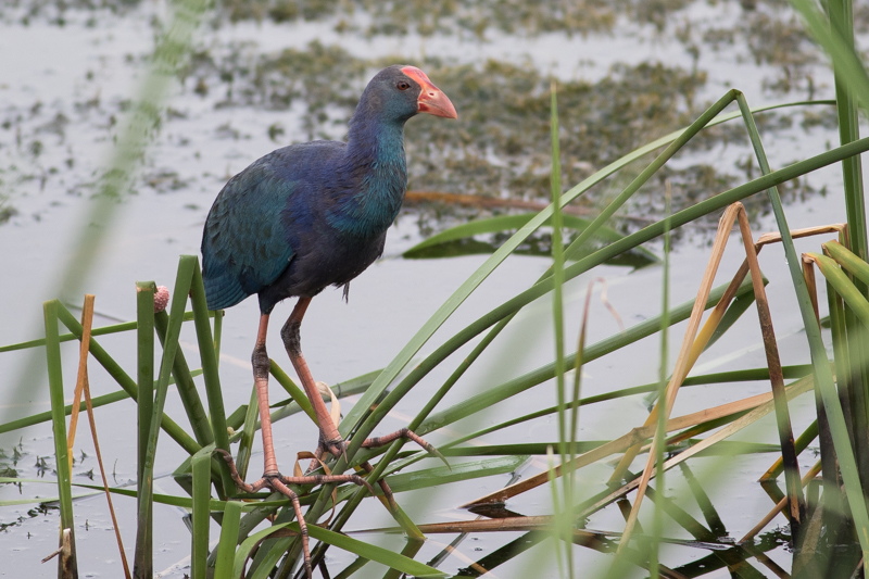 Details : Western Swamphen - BirdGuides