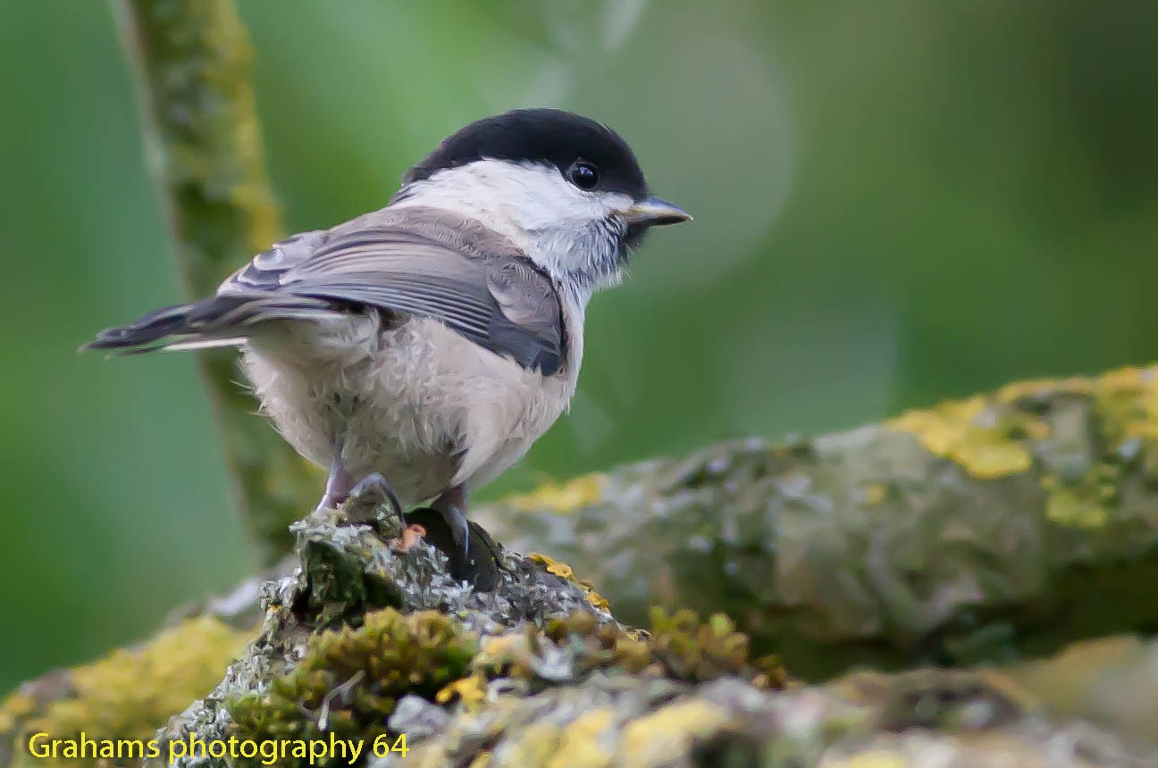 Willow Tit by Graham Allbutt - BirdGuides