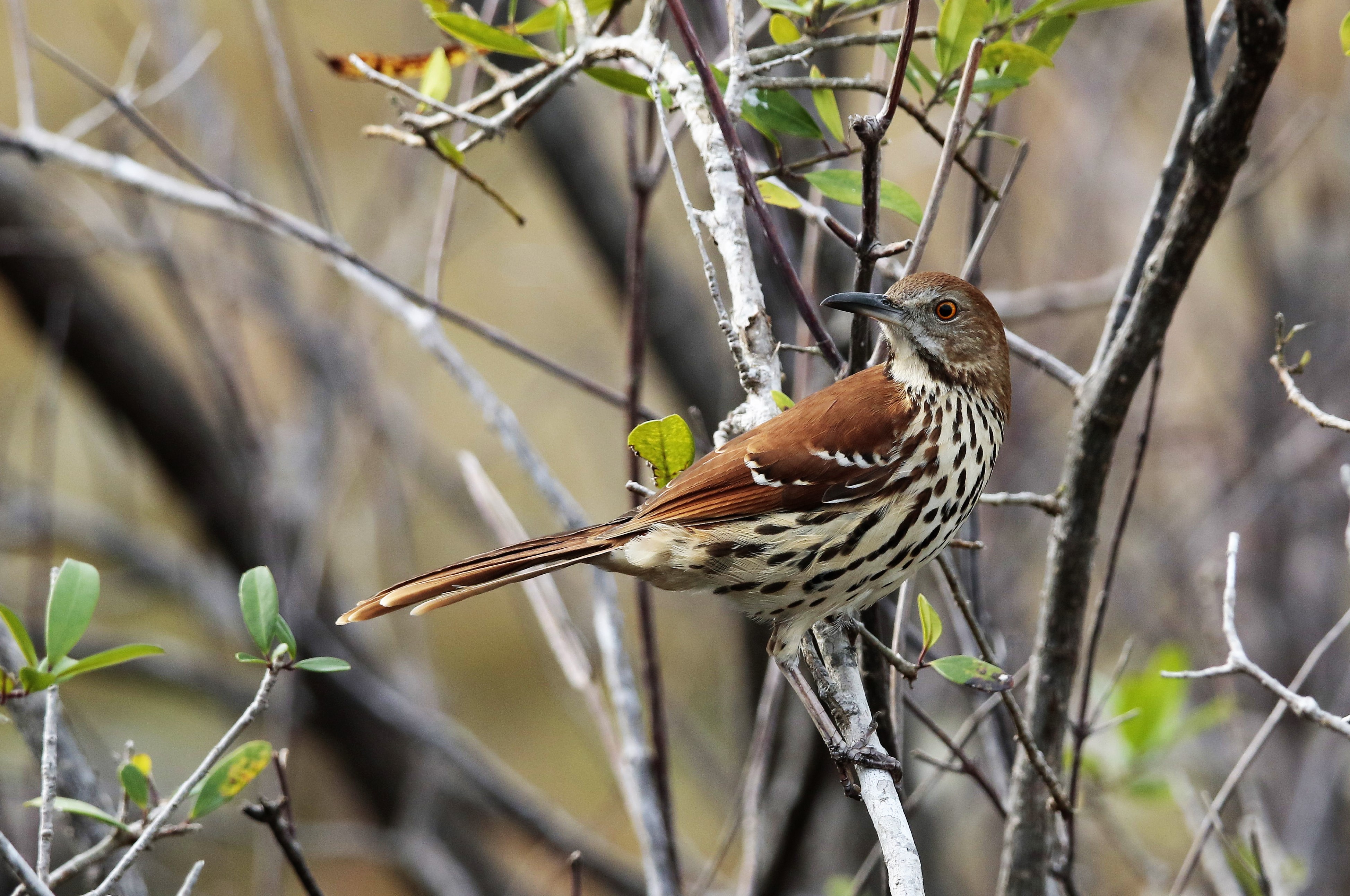 Details : Brown Thrasher - BirdGuides
