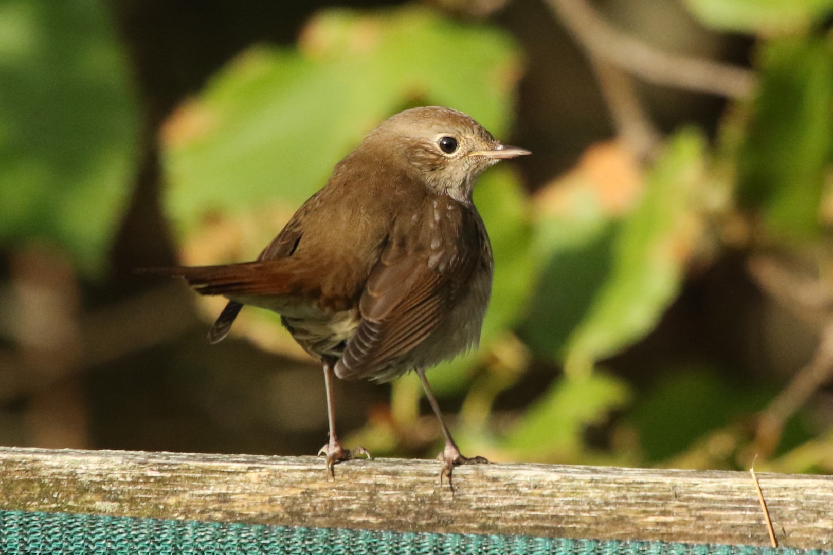 Thrush Nightingale by Duncan Watson - BirdGuides