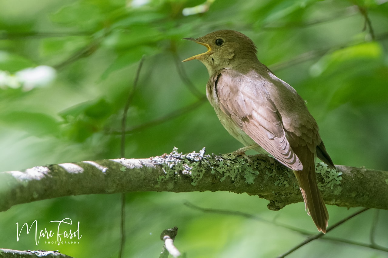 Thrush Nightingale by Marc FASOL - BirdGuides