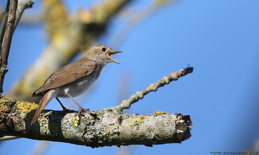 Thrush Nightingale song types completely change in three decades ...