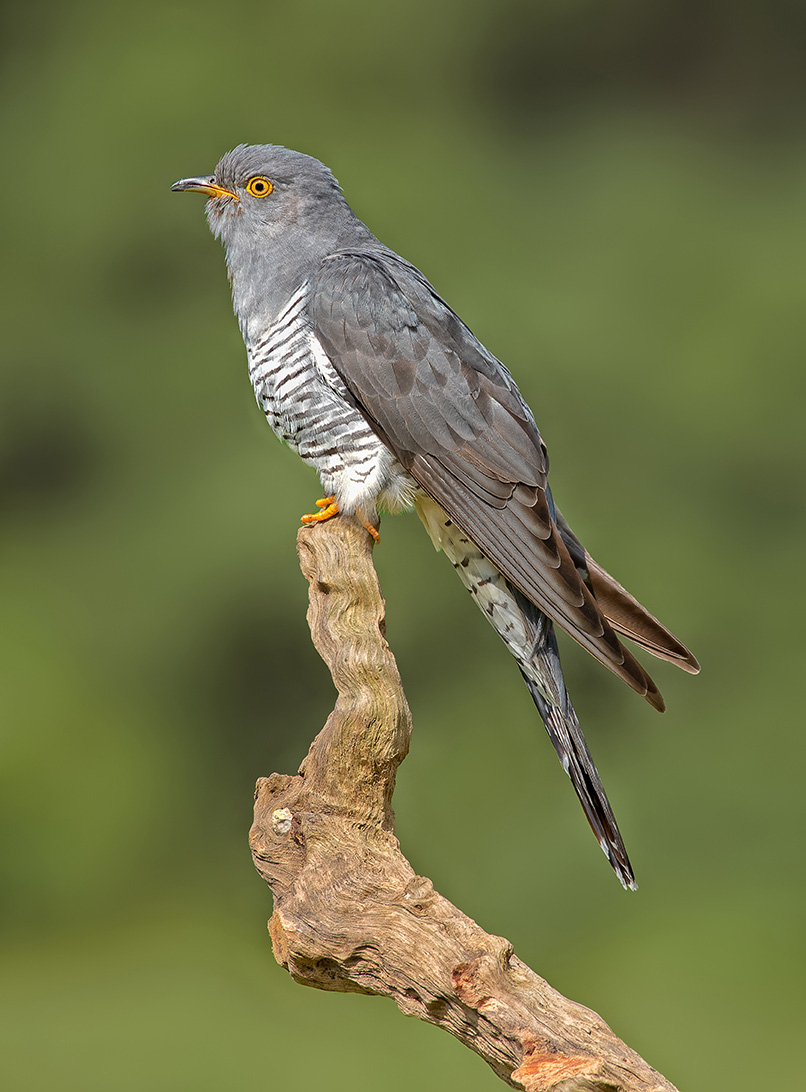 Details : Common Cuckoo - BirdGuides Details : Common Cuckoo - BirdGuides