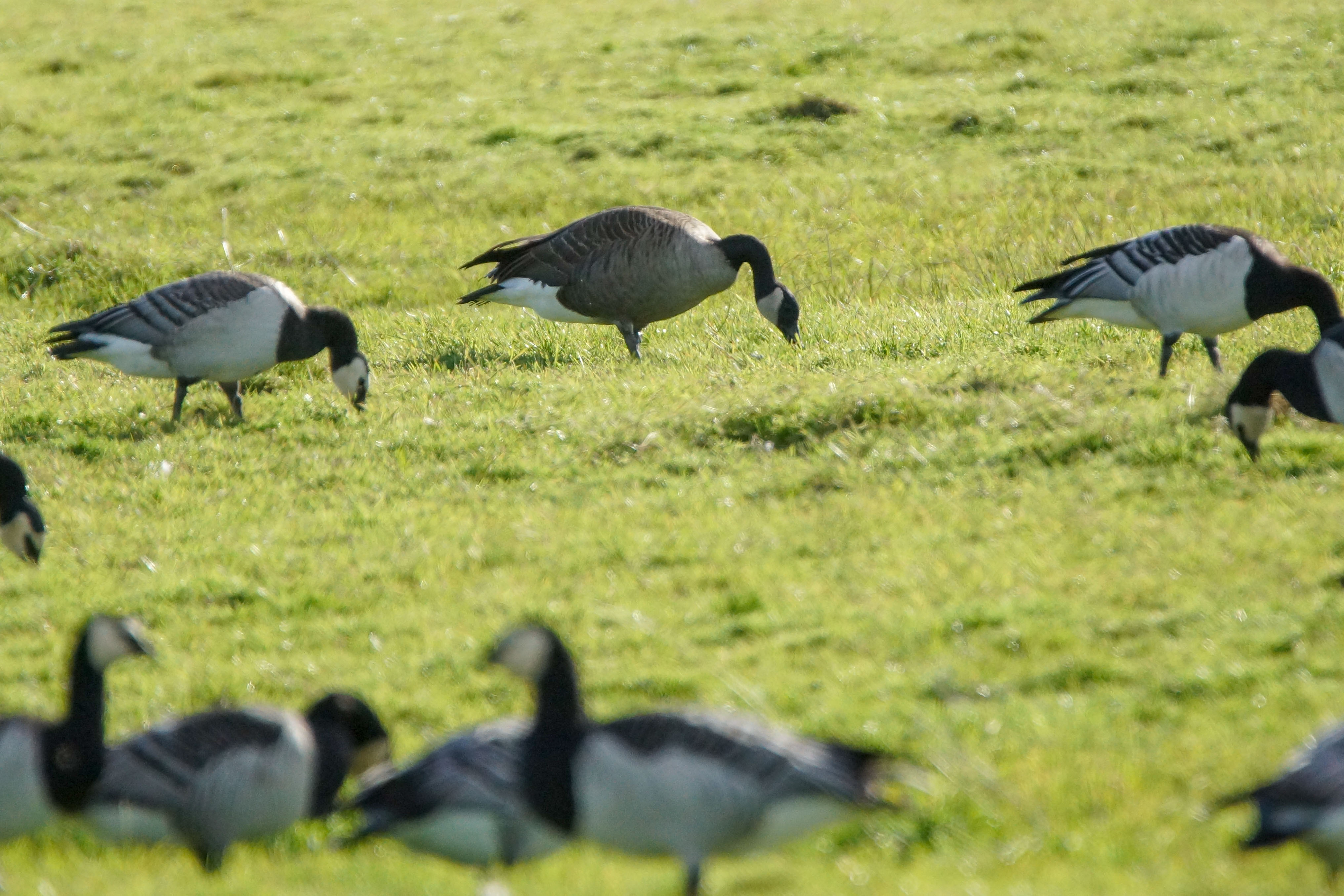 Details : Todd's Canada Goose - BirdGuides