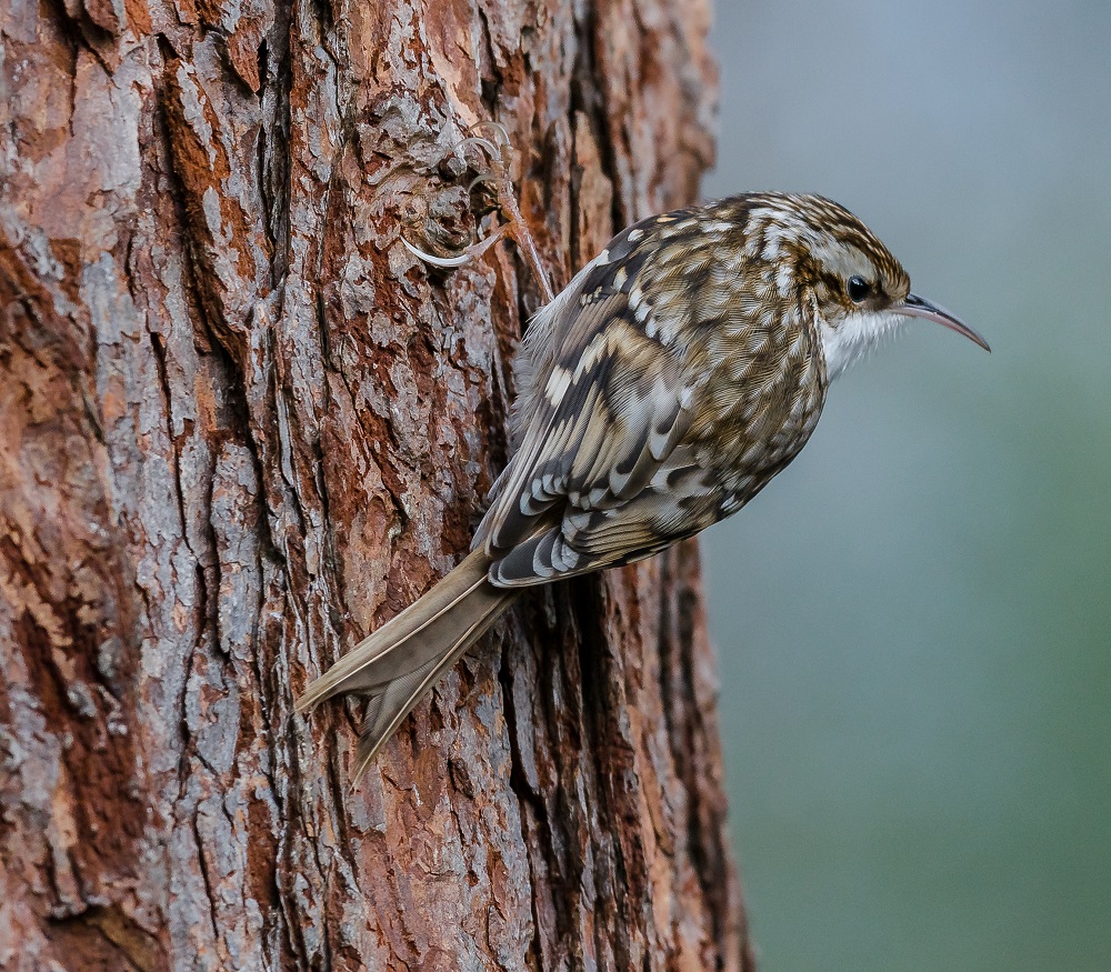Details : Eurasian Treecreeper - BirdGuides