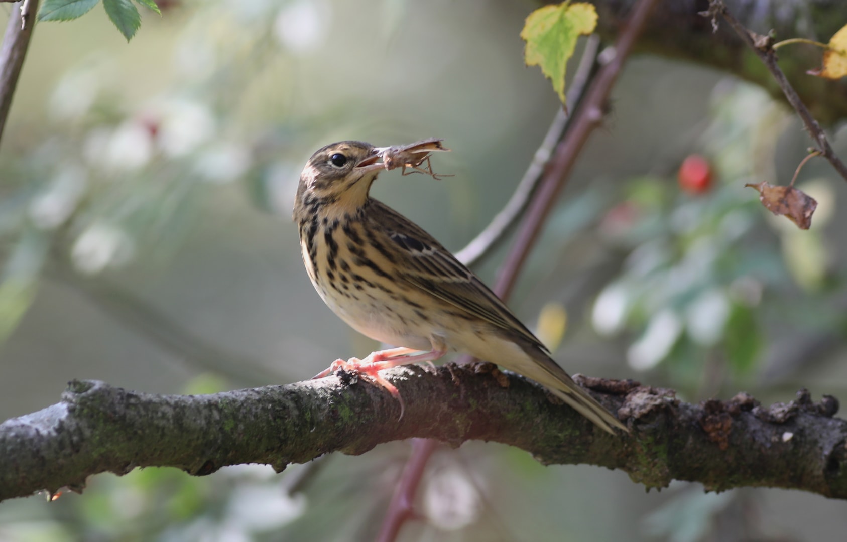 Tree Pipit by Brian Anderson - BirdGuides