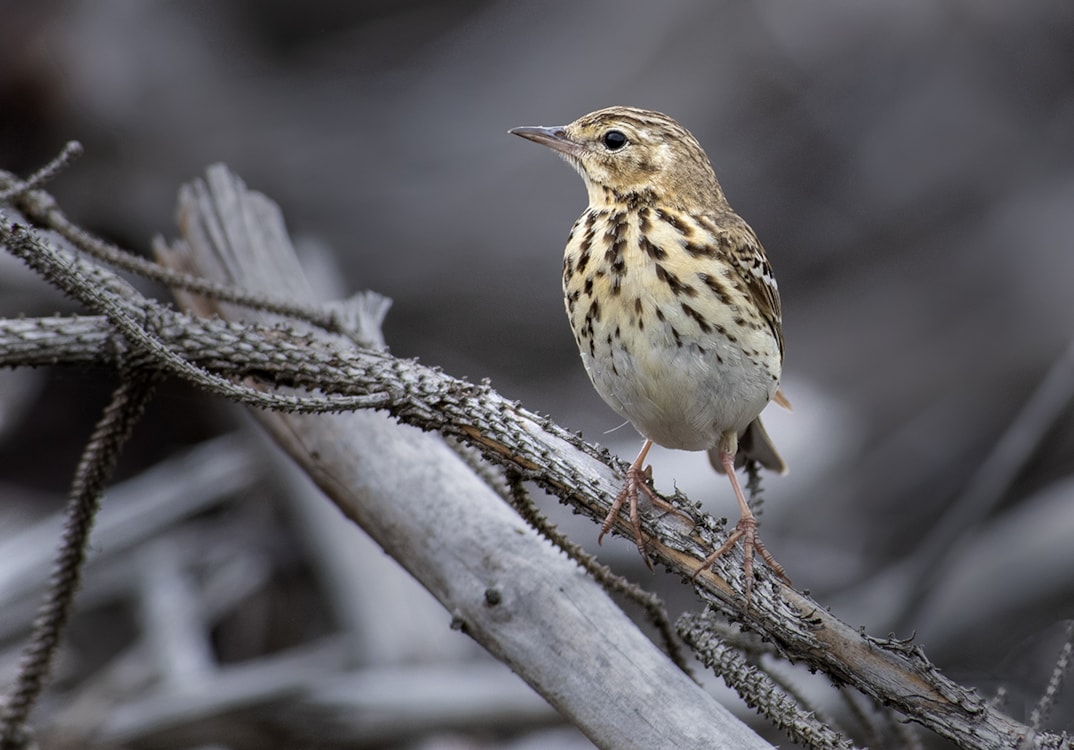 Tree Pipit by Michael A Eccles - BirdGuides