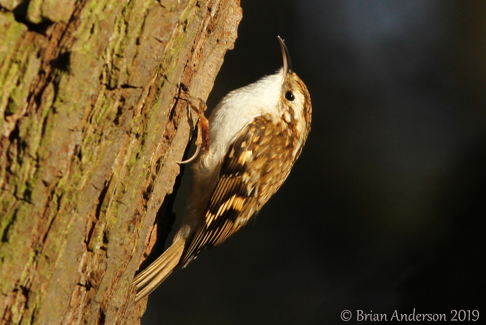 Eurasian Treecreeper by Brian Anderson - BirdGuides