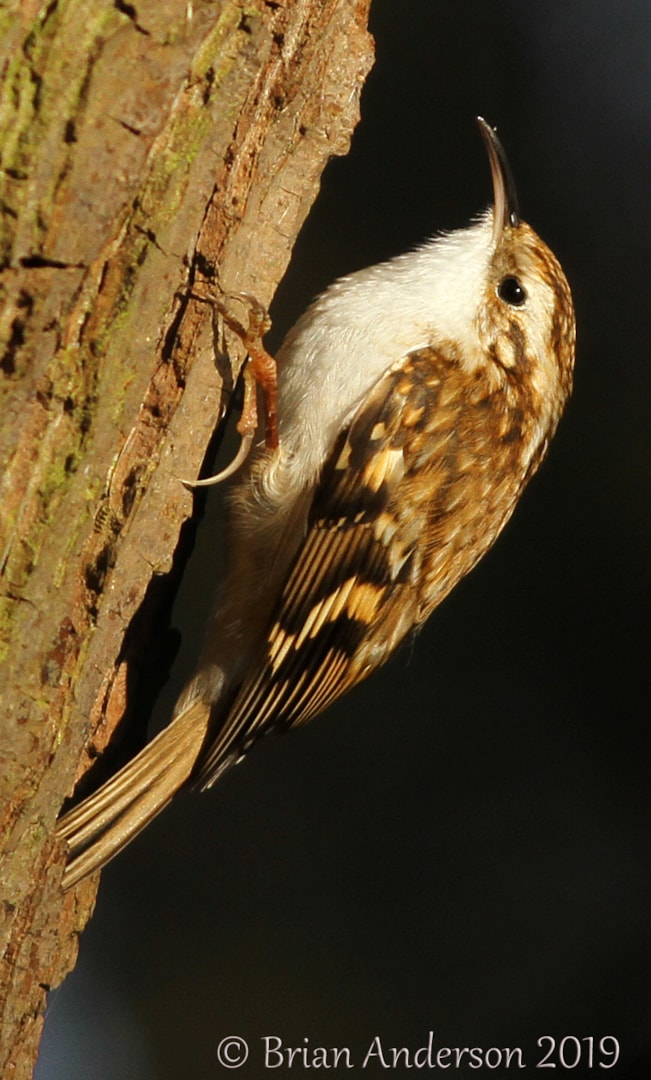 Eurasian Treecreeper by Brian Anderson - BirdGuides