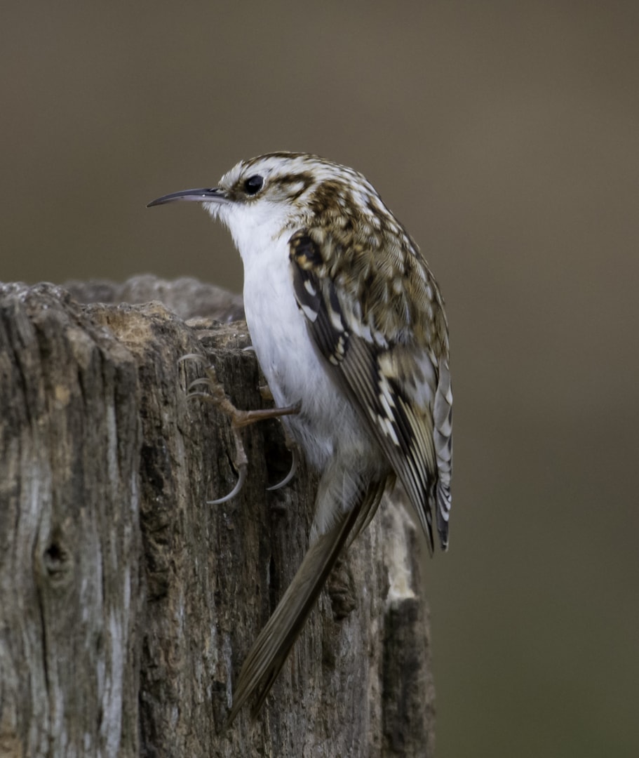 Eurasian Treecreeper by Geoffrey Dicker - BirdGuides