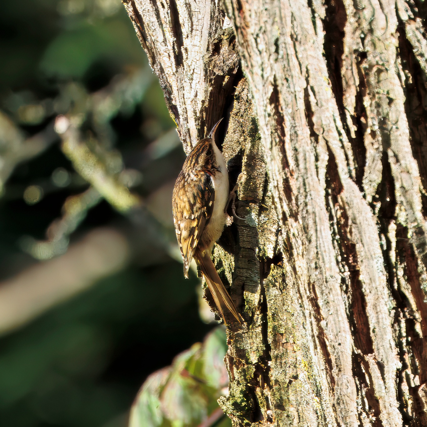 Eurasian Treecreeper by Iain Johnson - BirdGuides